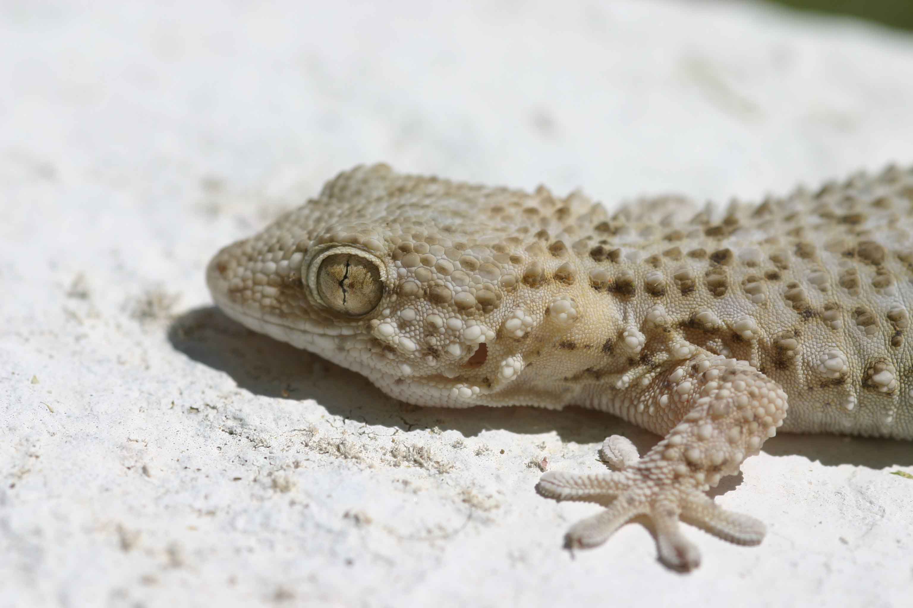 Zákynthos 09 – Amphibian & Reptile Travels