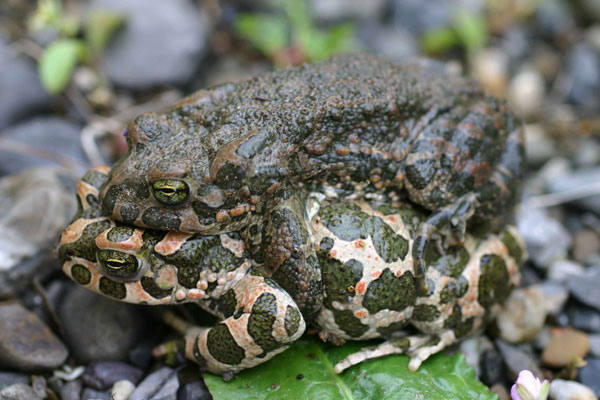 Crete 09 – Amphibian & Reptile Travels