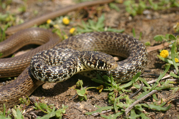 Greek islands – Amphibian & Reptile Travels