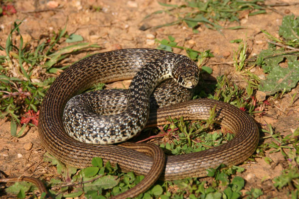 Greek islands – Amphibian & Reptile Travels