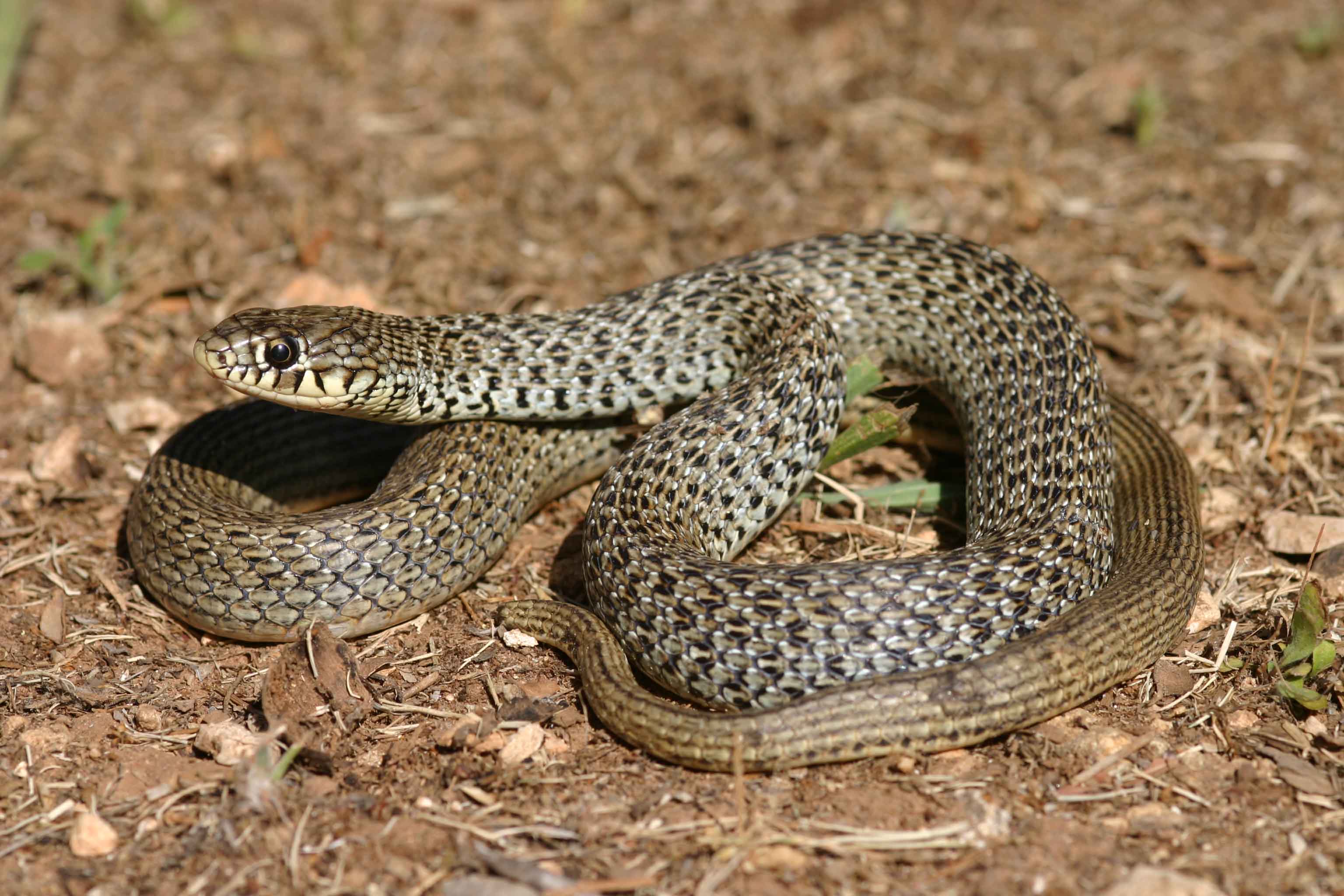 Greek islands – Amphibian & Reptile Travels