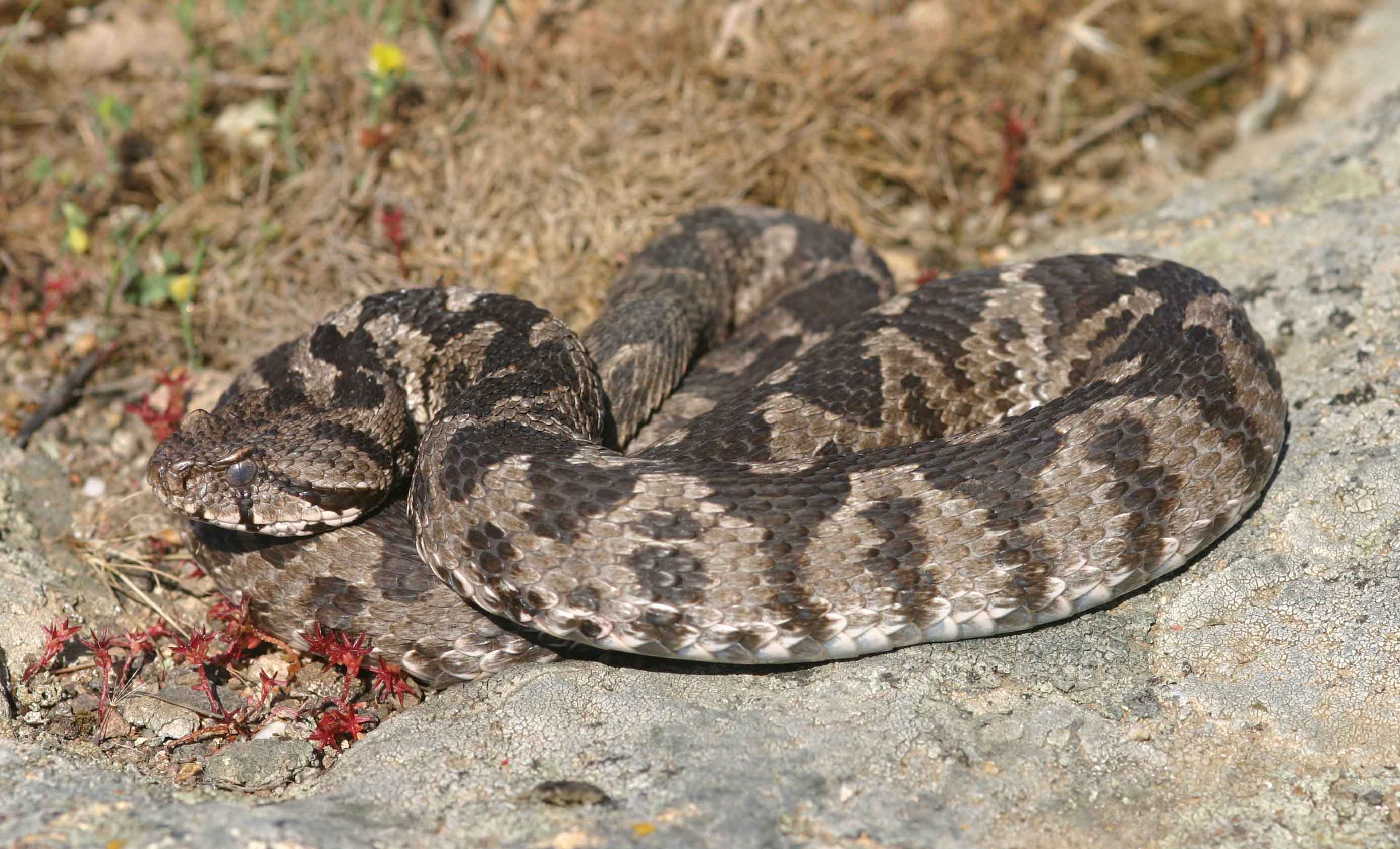 Greece (mainland) – Amphibian & Reptile Travels