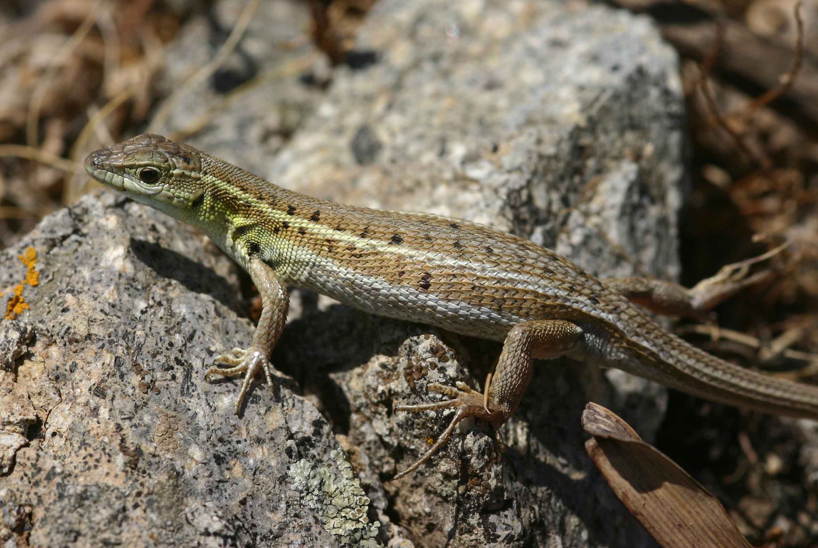 Greek islands – Amphibian & Reptile Travels