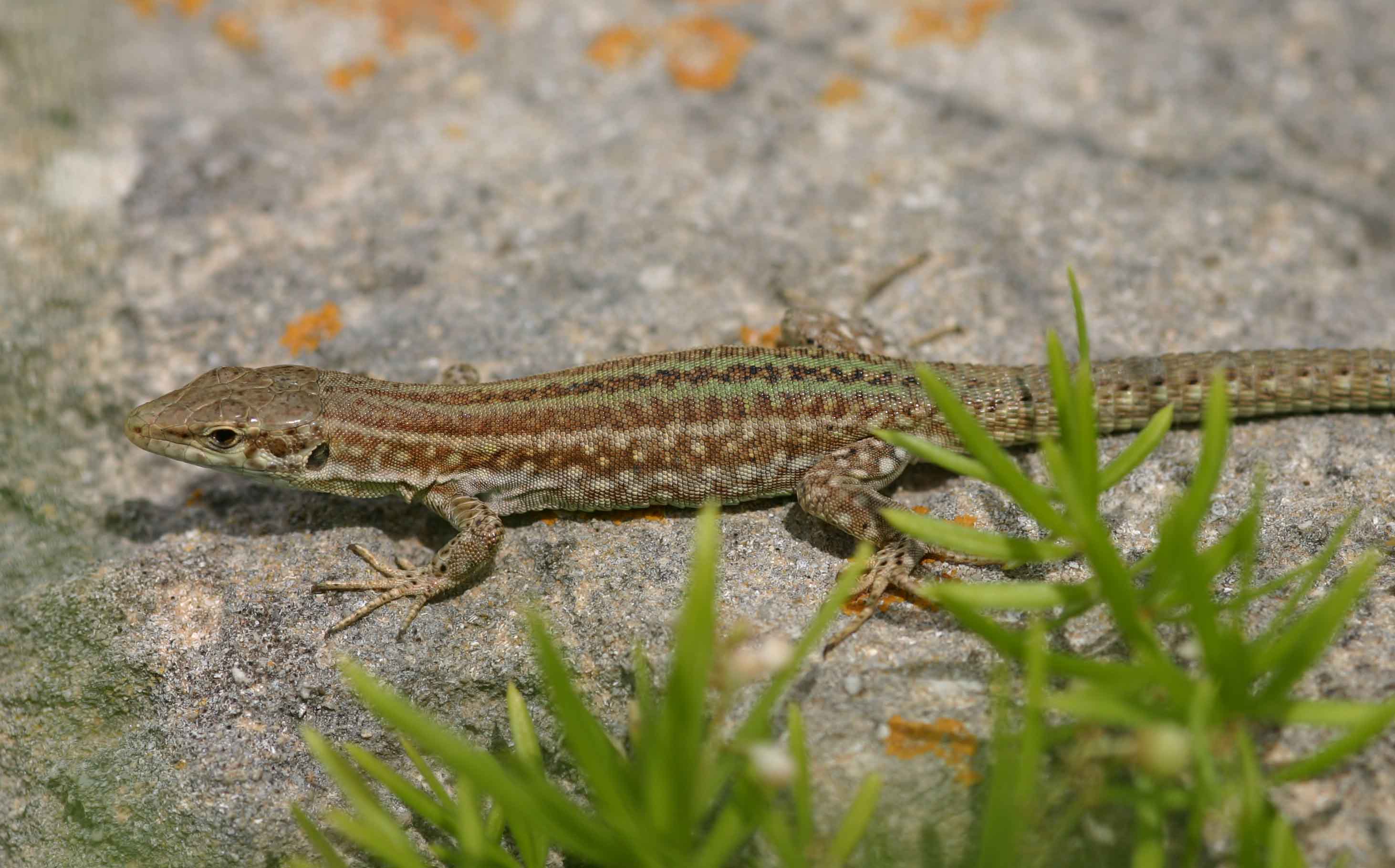 Majorca – Amphibian & Reptile Travels