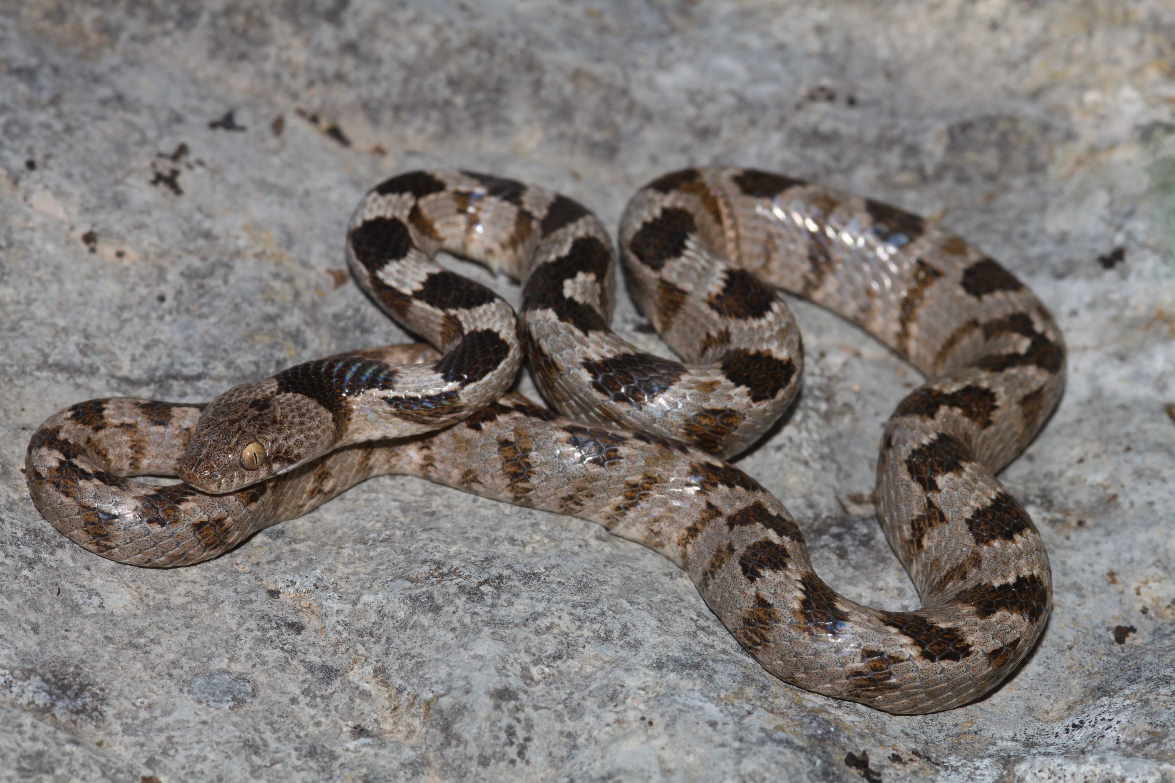 Corfu – Amphibian & Reptile Travels