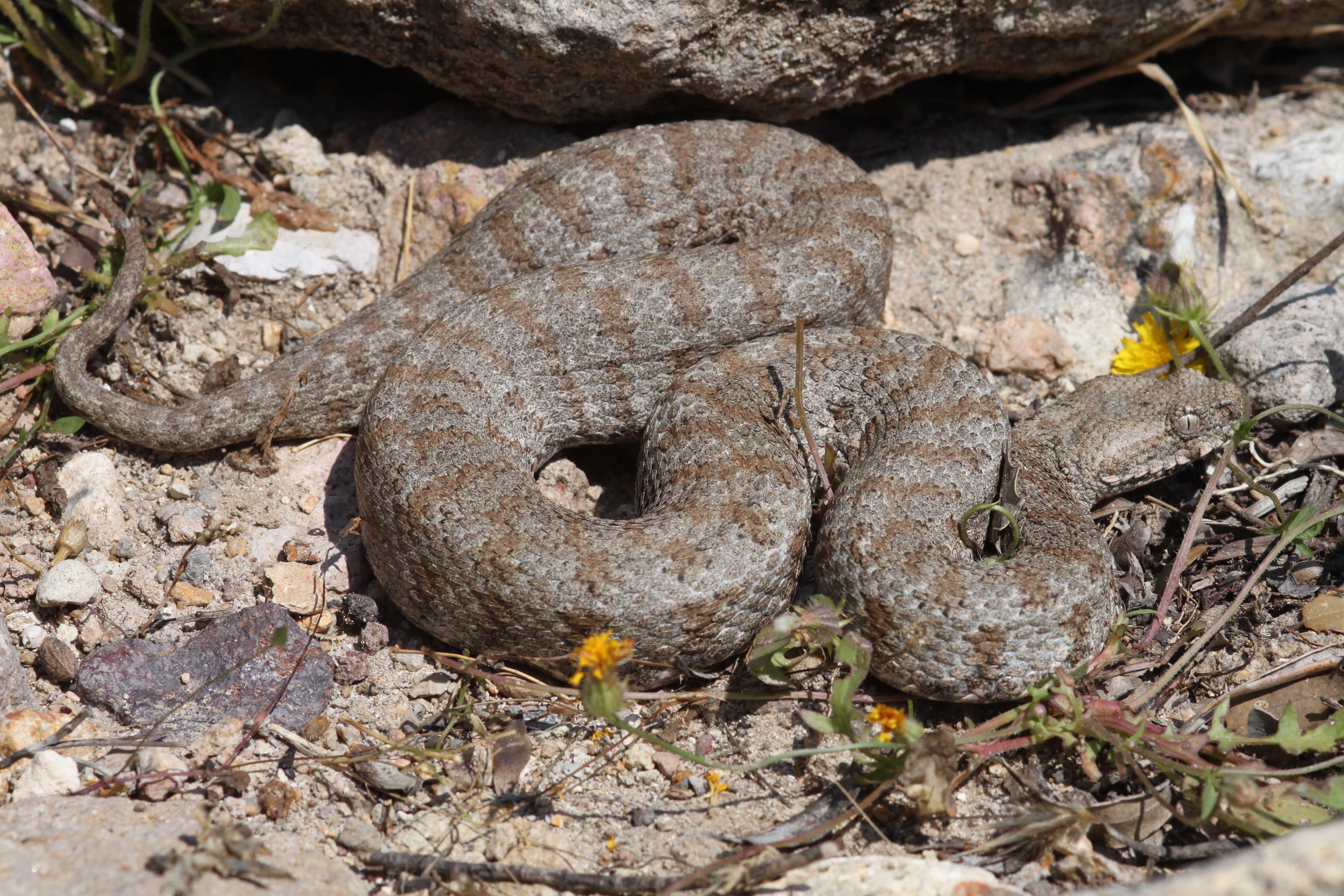 Greek islands – Amphibian & Reptile Travels