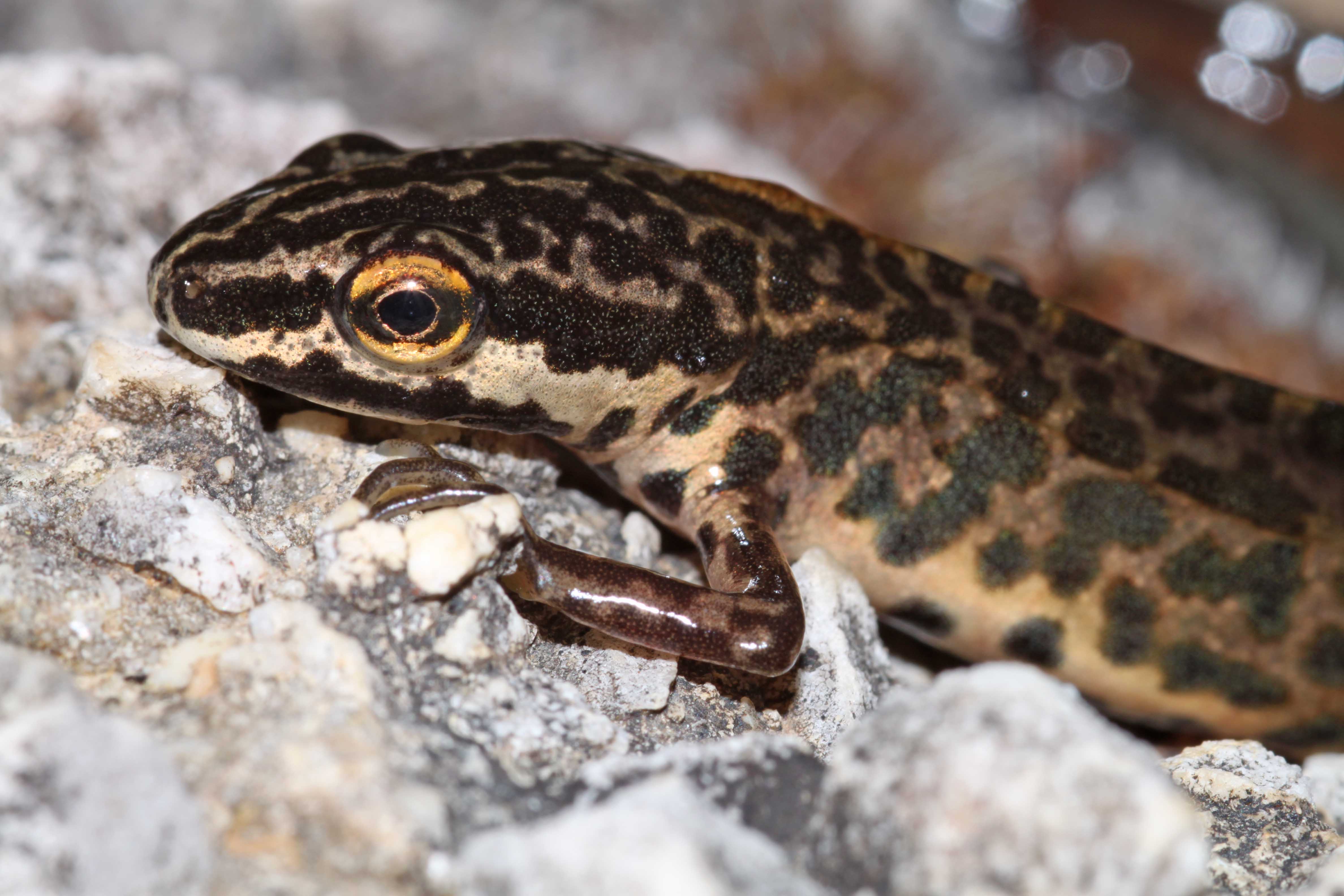 Corfu – Amphibian & Reptile Travels