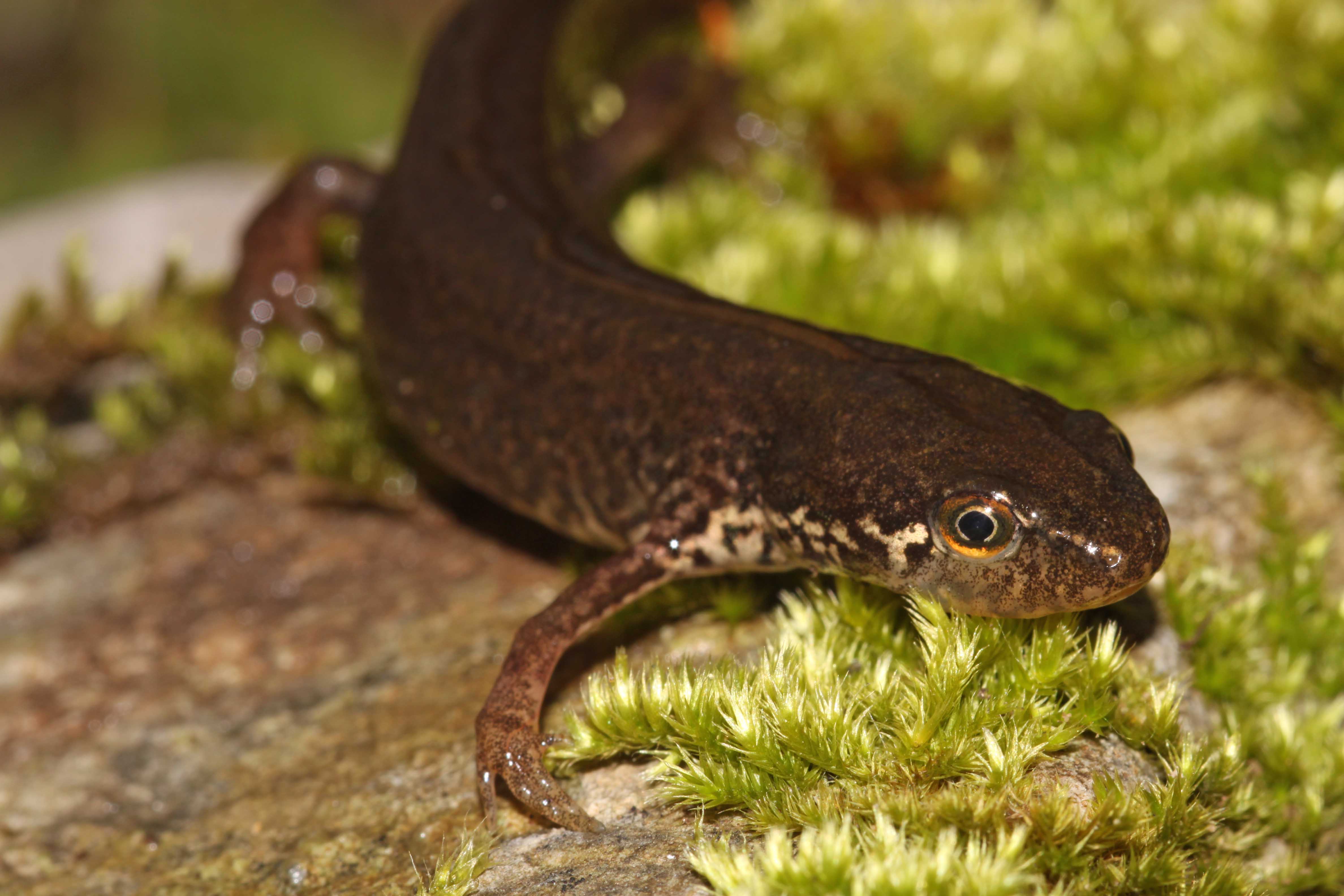 41 – Amphibian & Reptile Travels