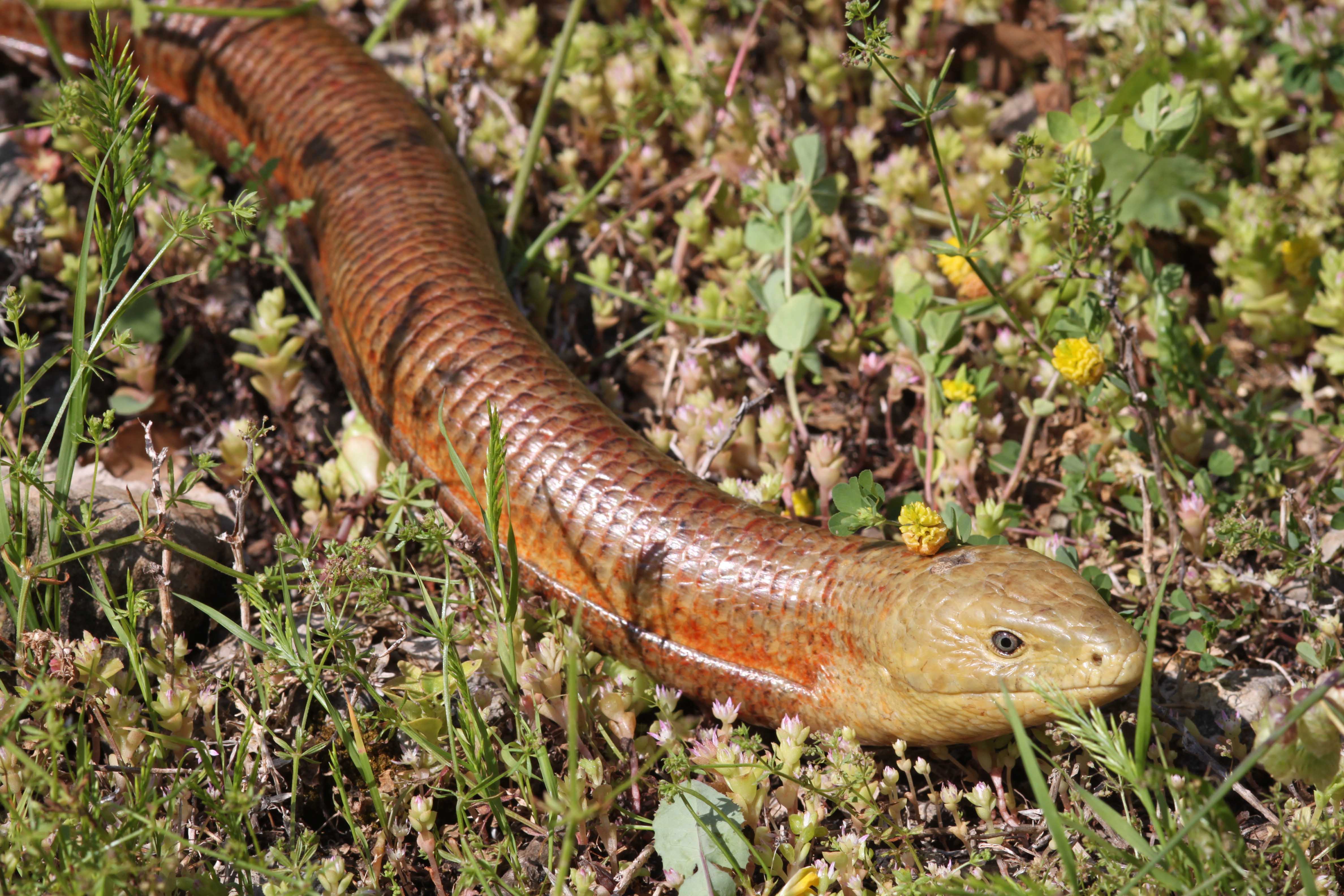 Corfu – Amphibian & Reptile Travels