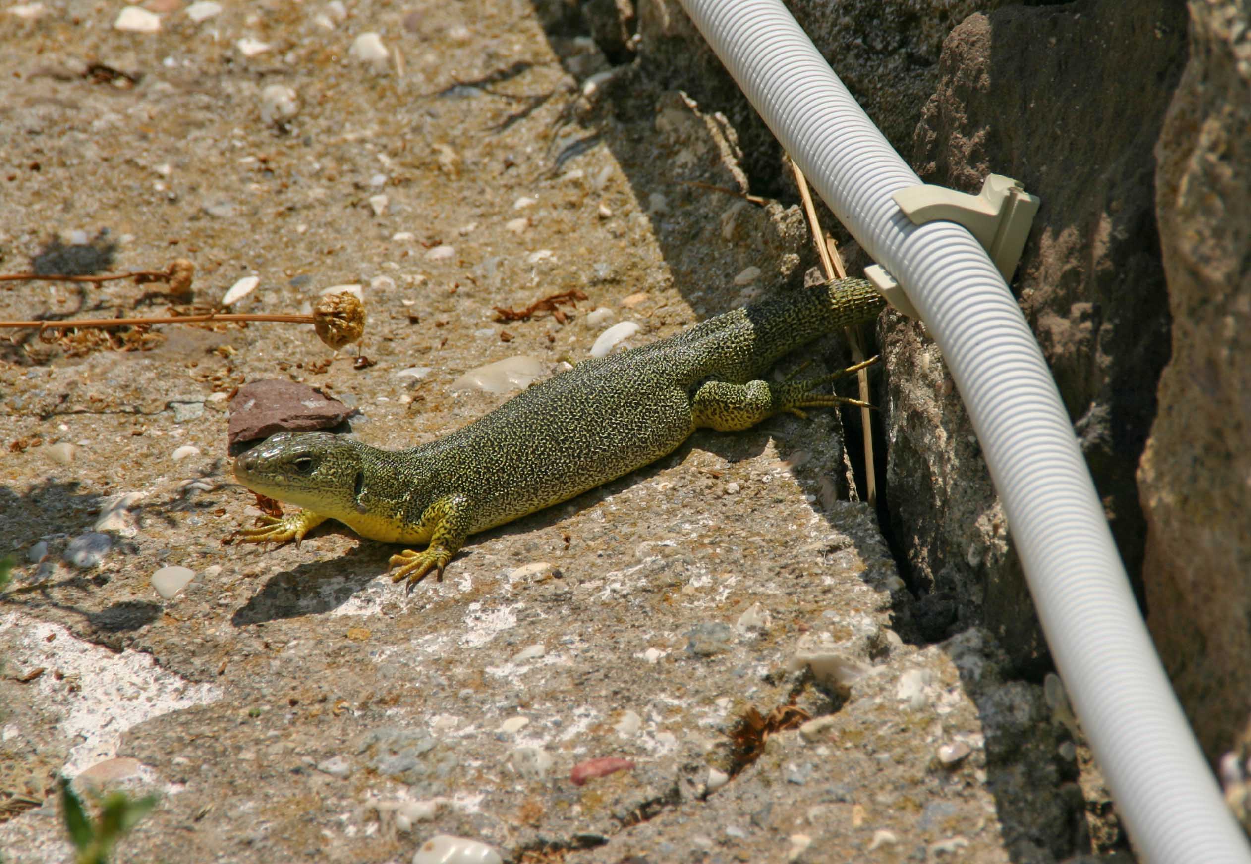 Greek islands – Amphibian & Reptile Travels