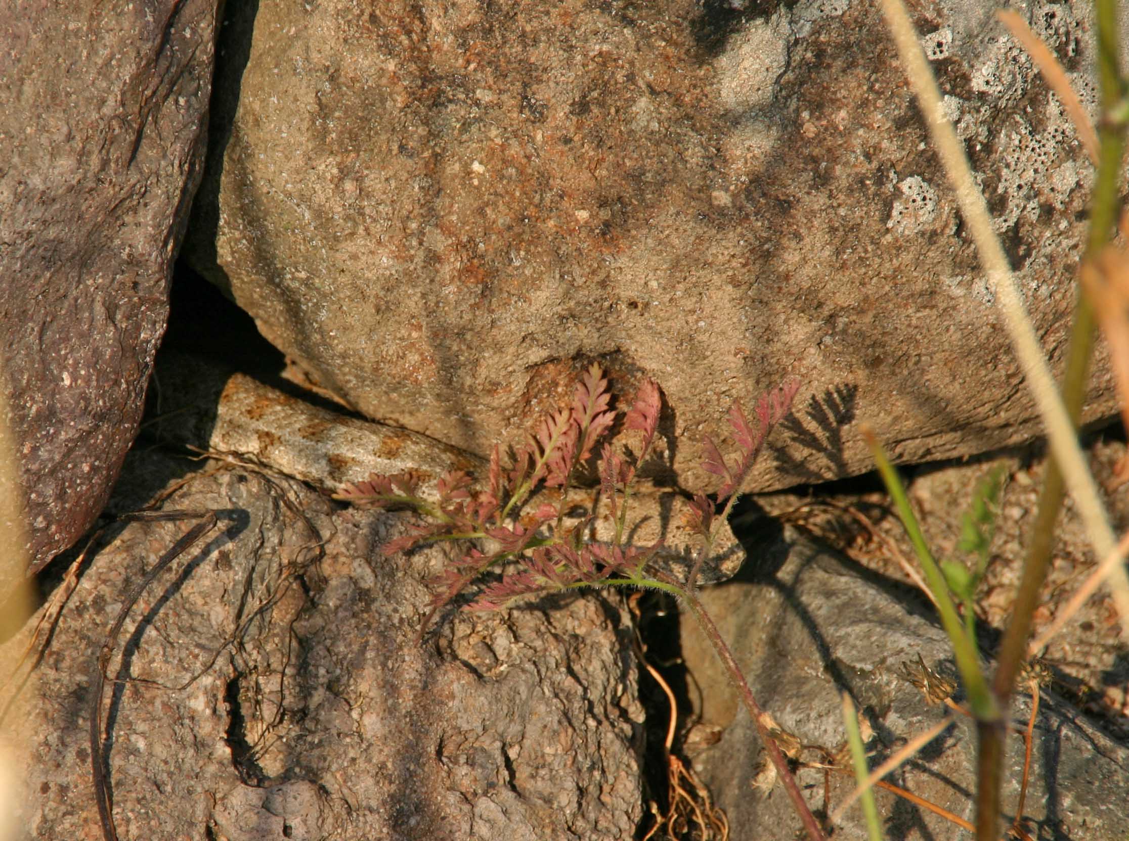 Greek islands – Amphibian & Reptile Travels