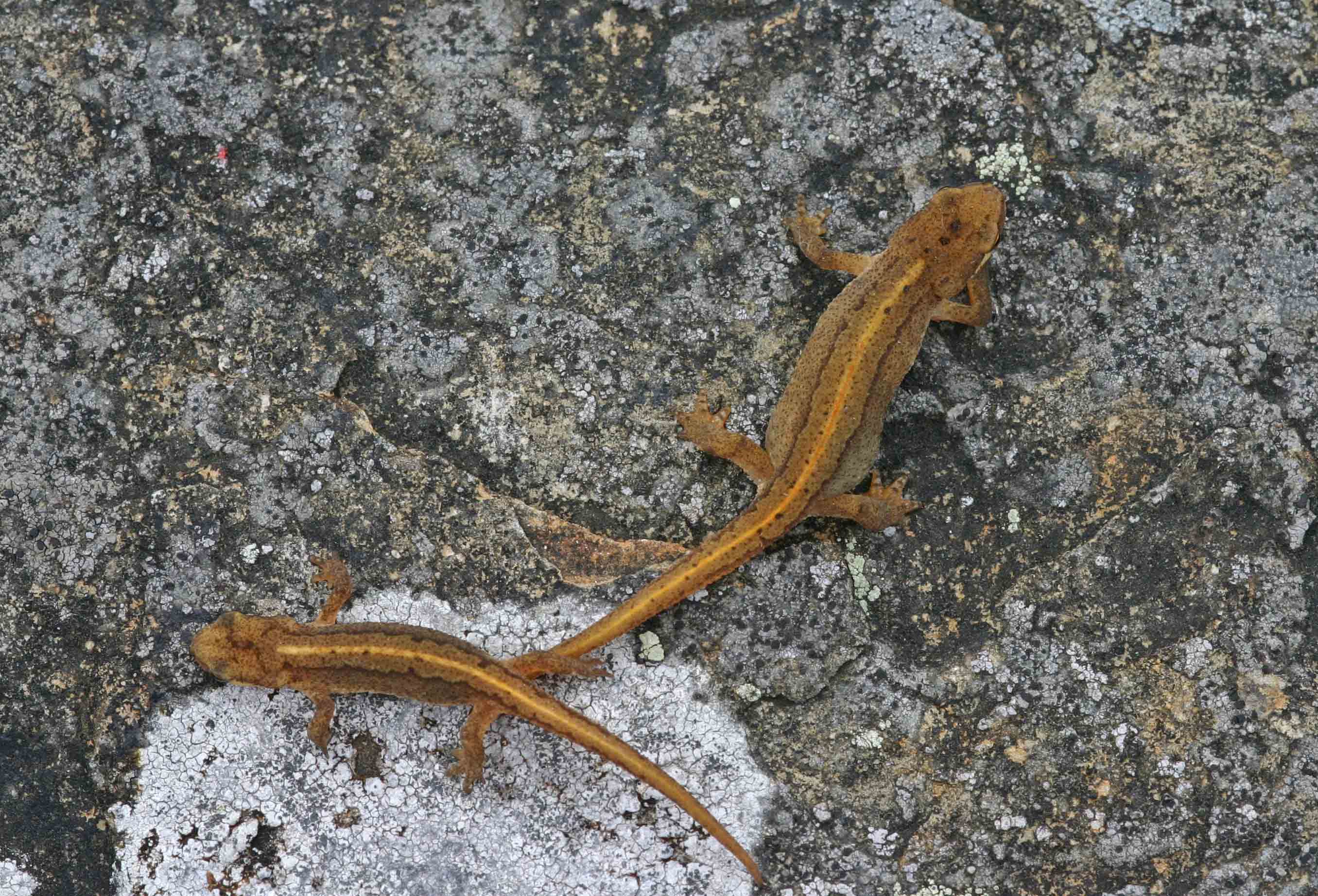 Corfu – Amphibian & Reptile Travels