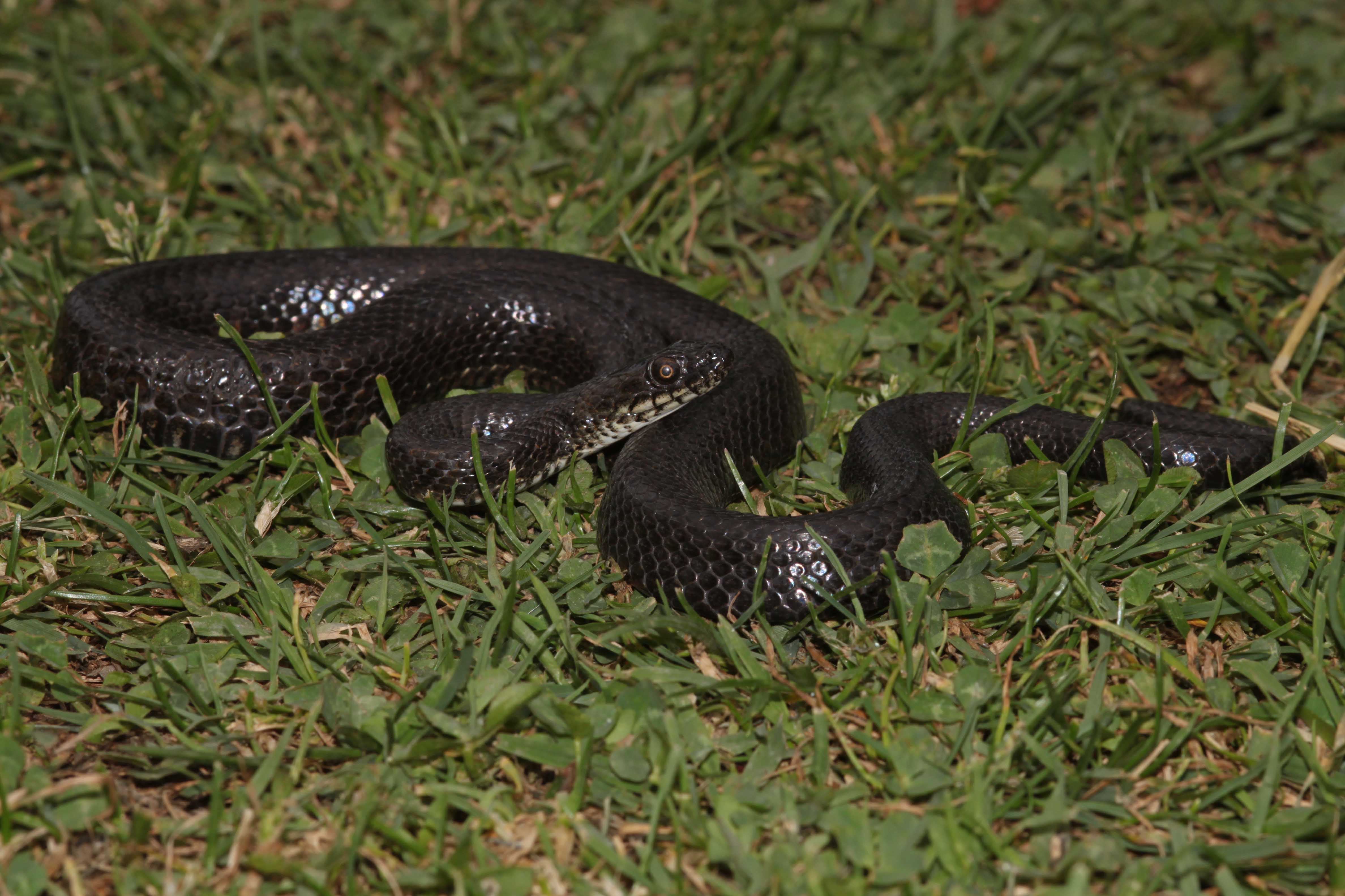 Corfu – Amphibian & Reptile Travels