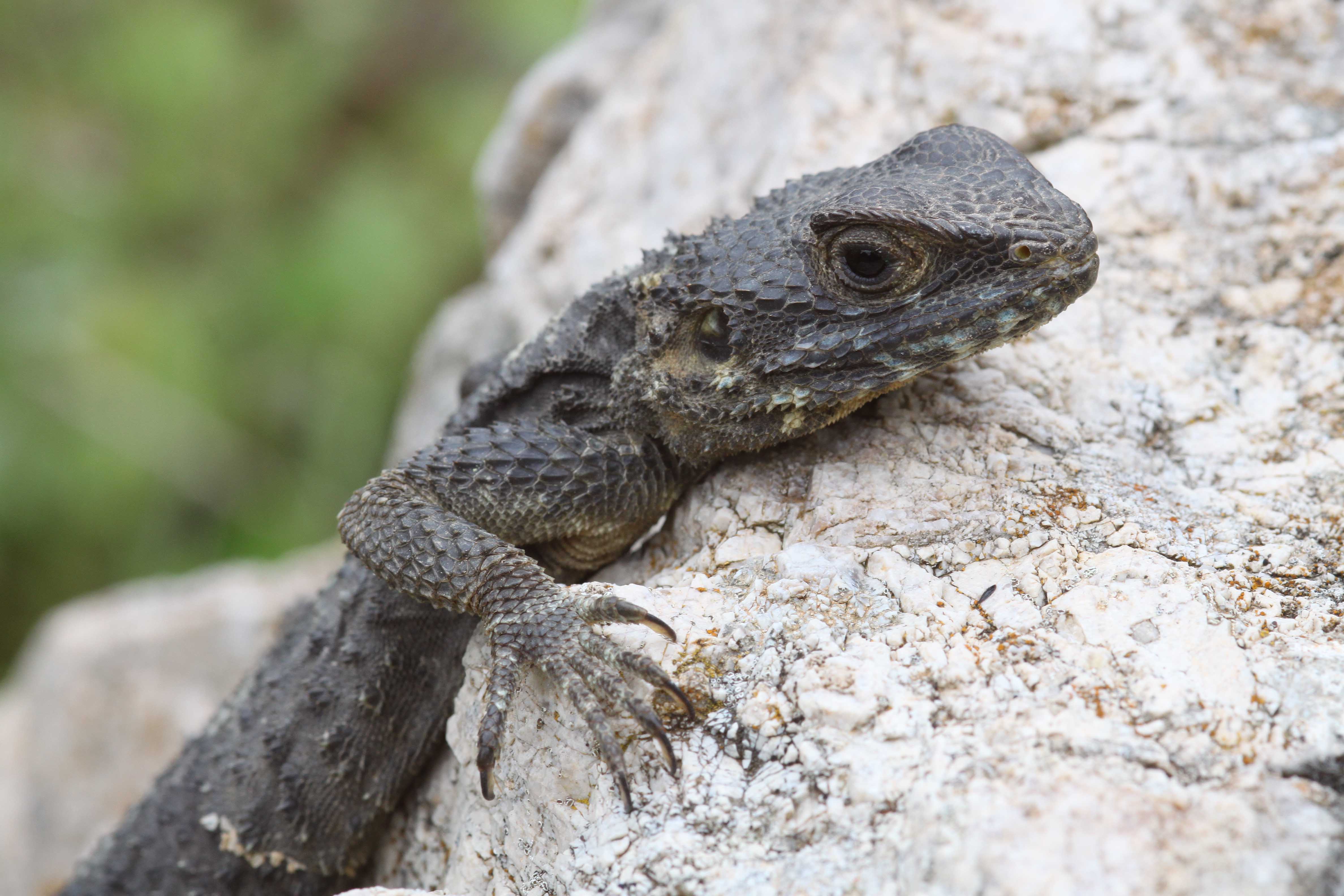 Greek islands – Amphibian & Reptile Travels