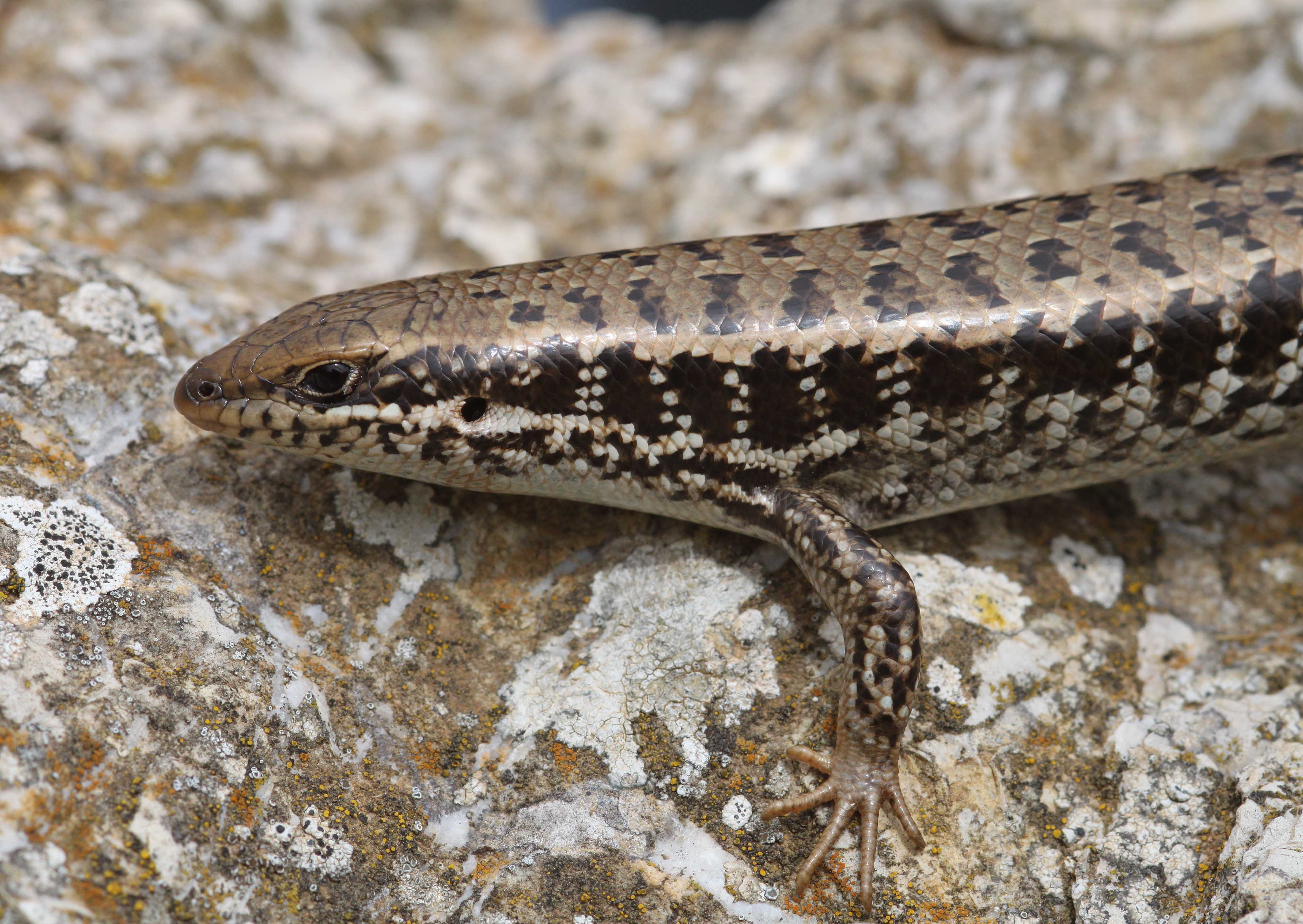 Greek islands – Amphibian & Reptile Travels