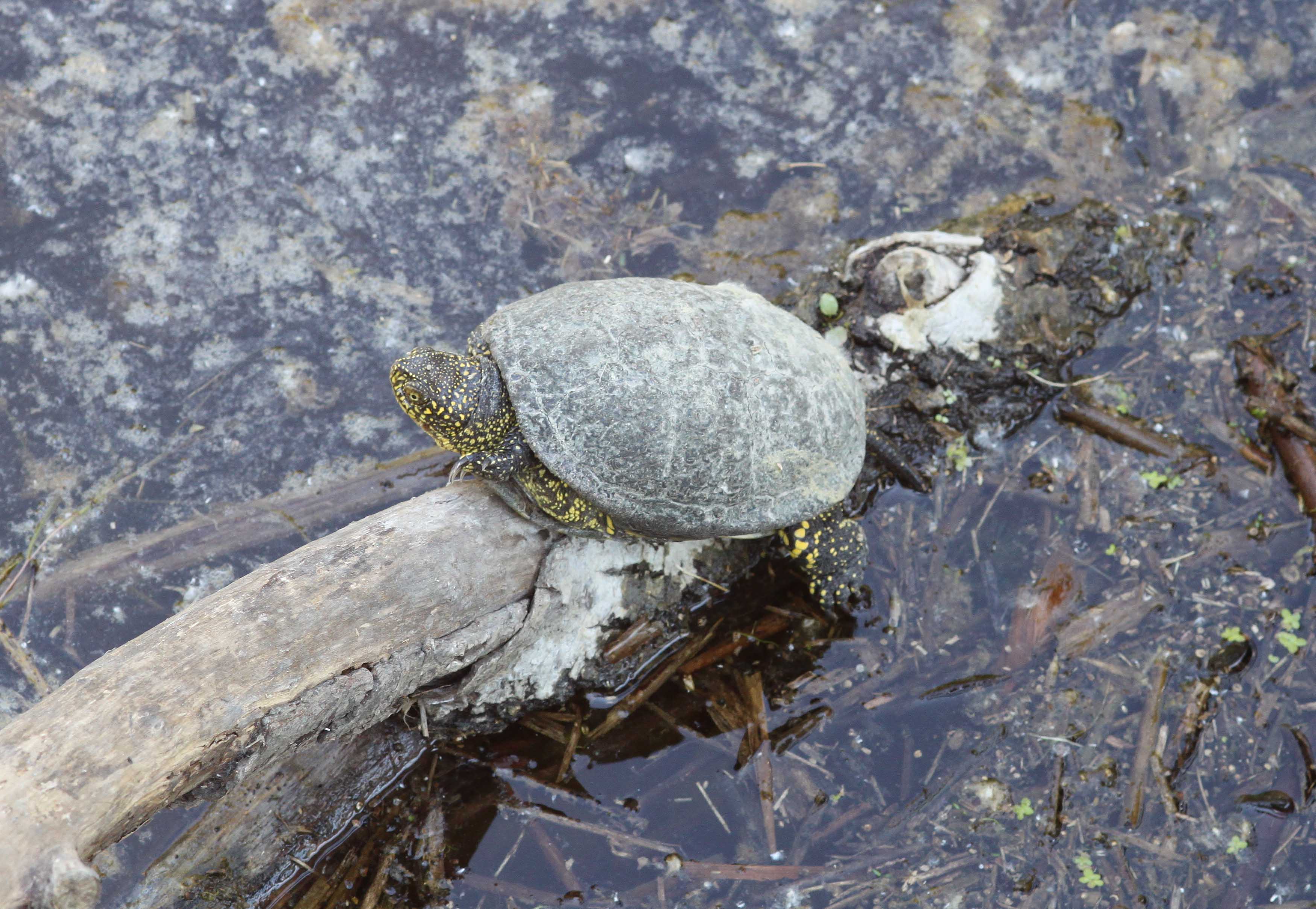 Corfu – Amphibian & Reptile Travels