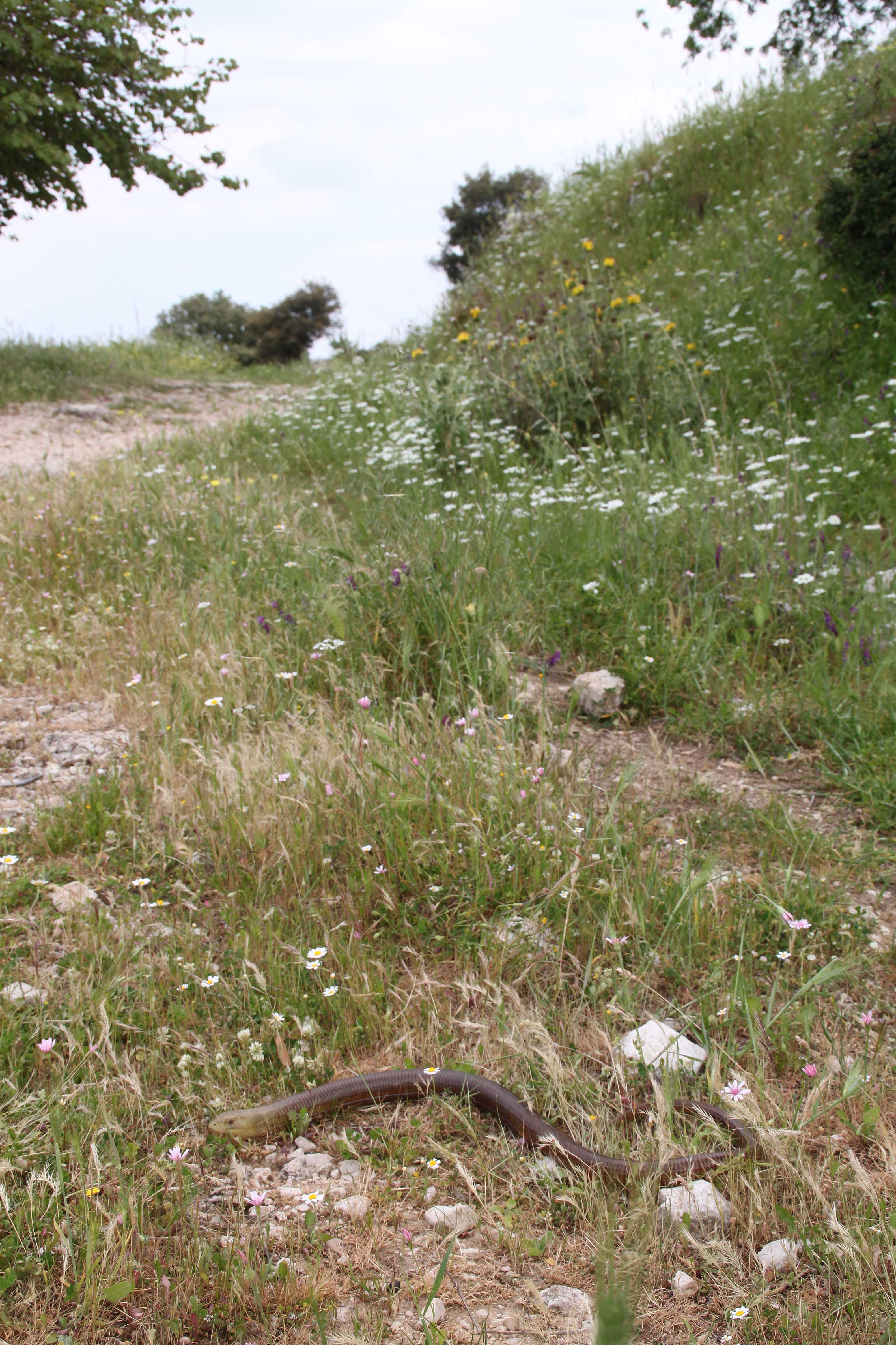 Corfu – Amphibian & Reptile Travels