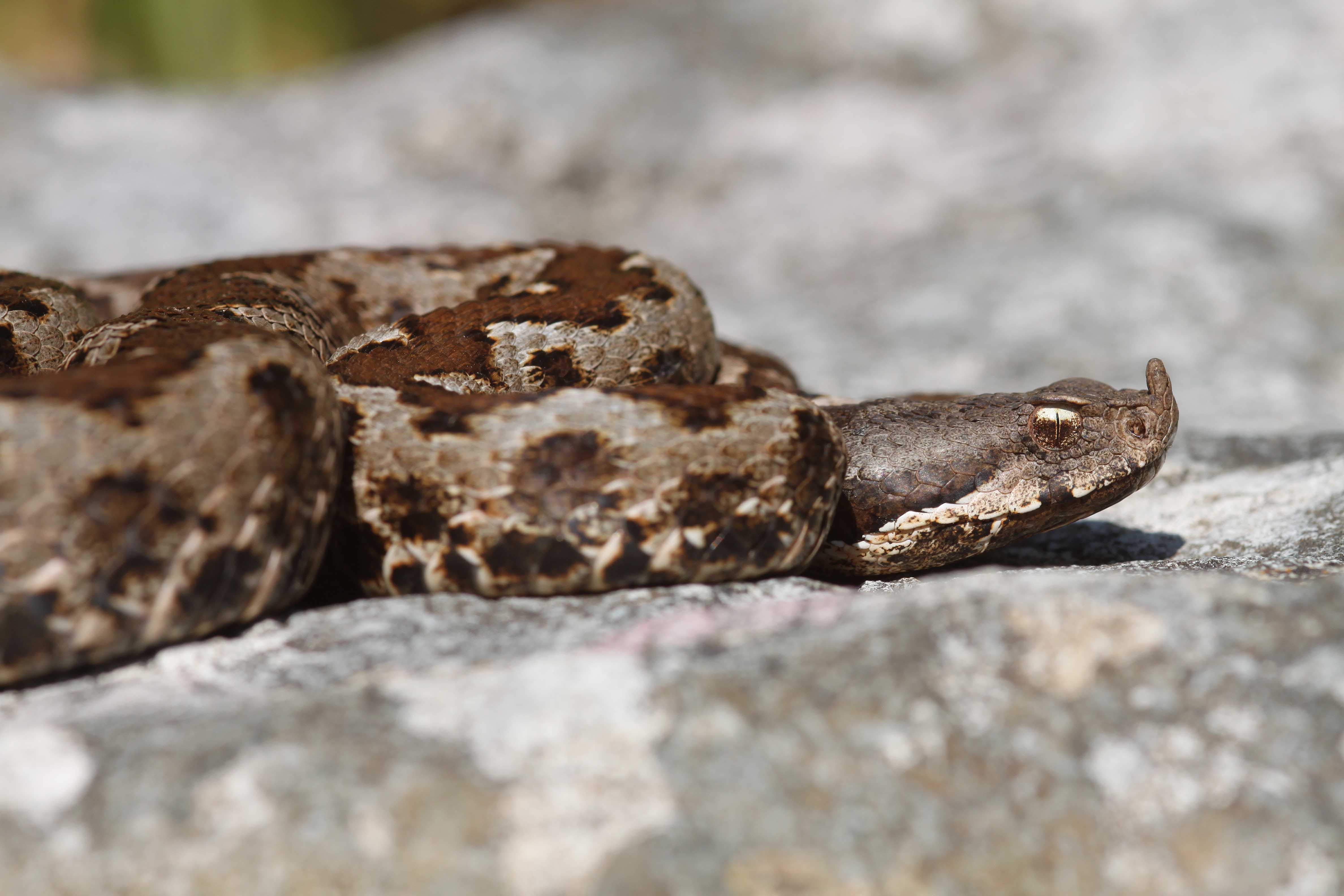 Corfu – Amphibian & Reptile Travels