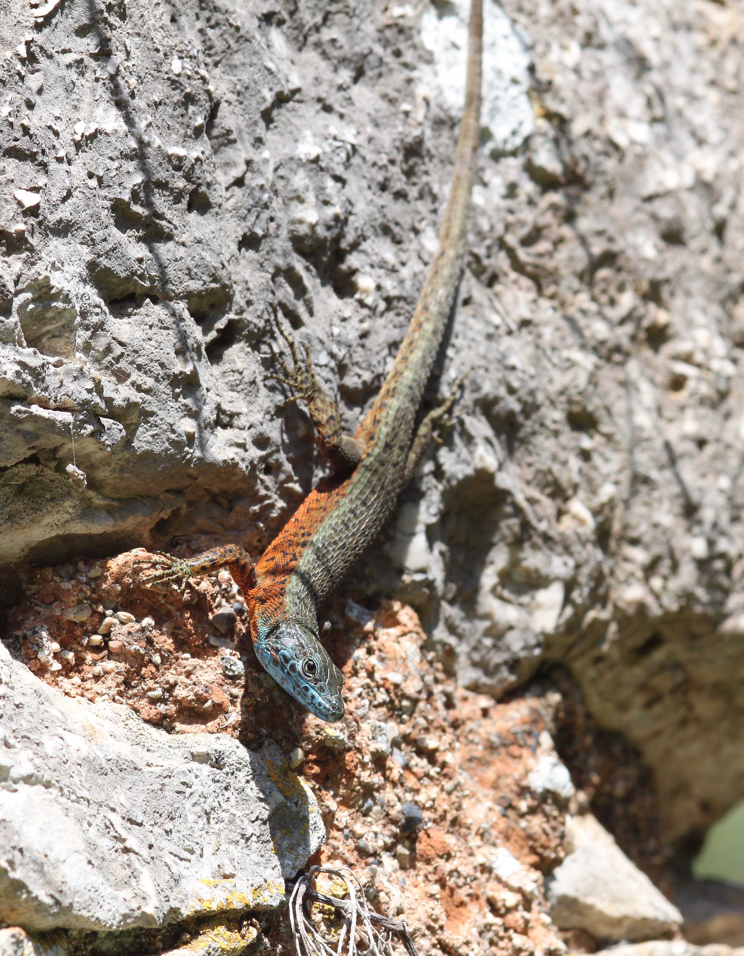 Corfu – Amphibian & Reptile Travels