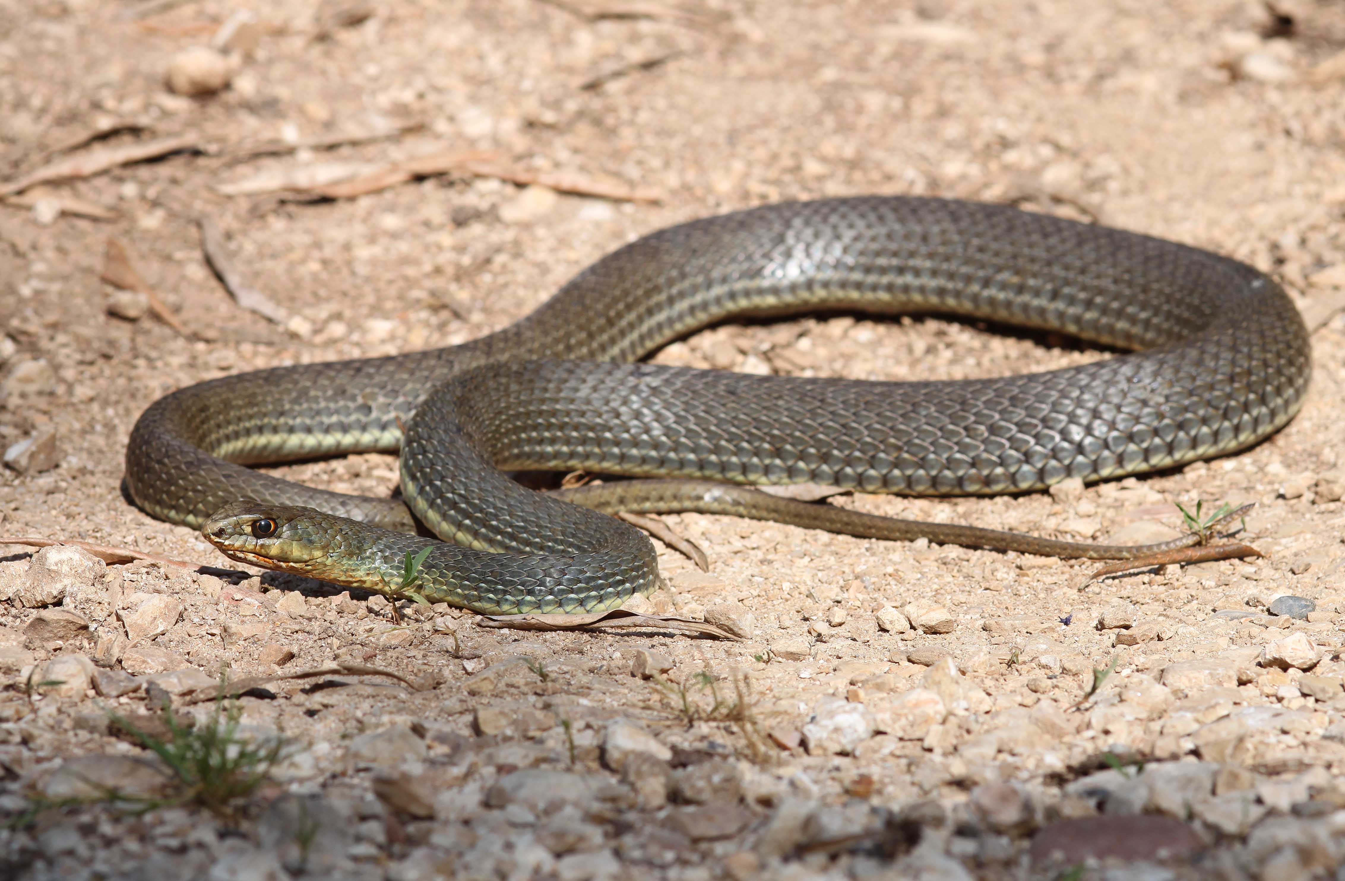 Corfu – Amphibian & Reptile Travels