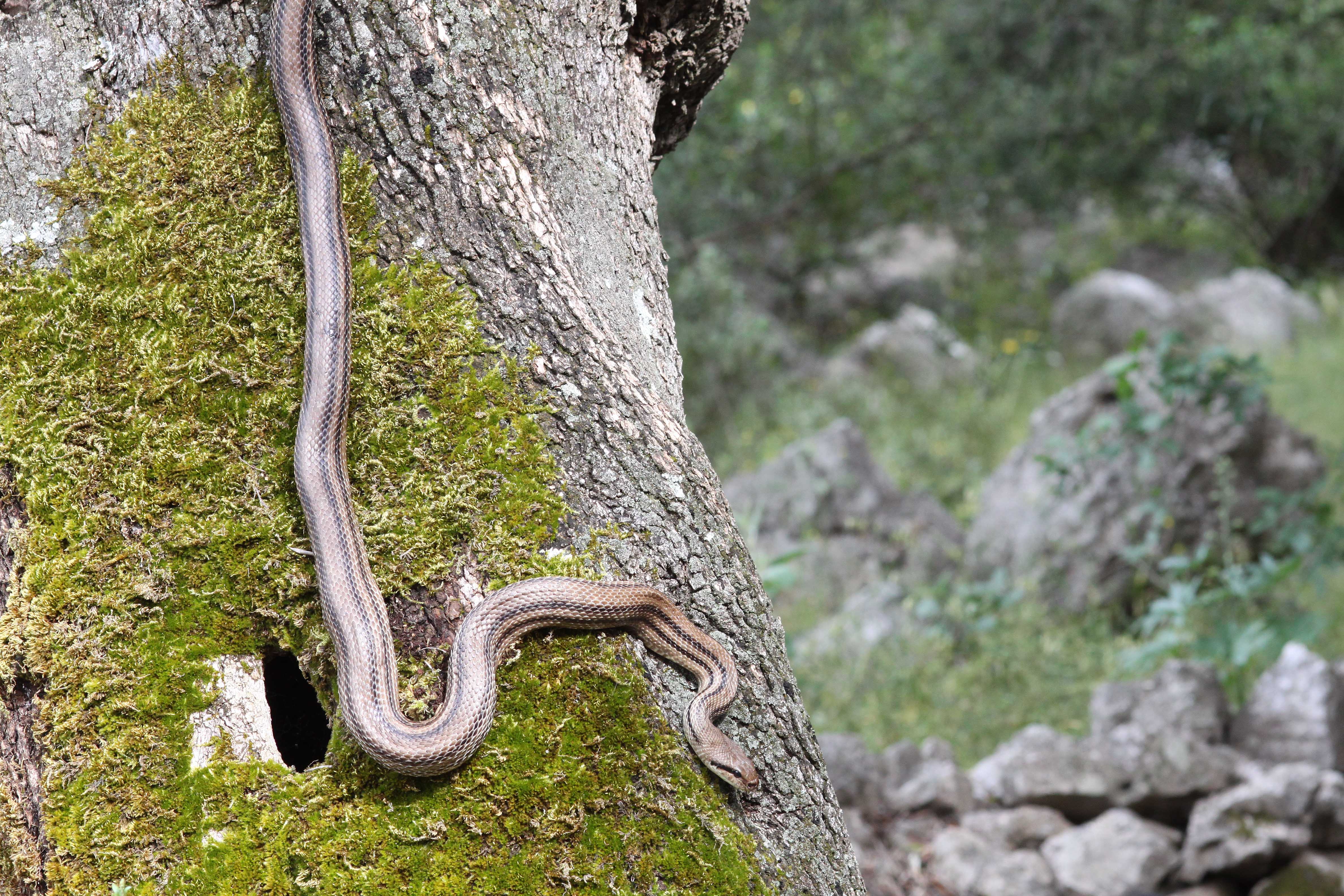 Corfu – Amphibian & Reptile Travels