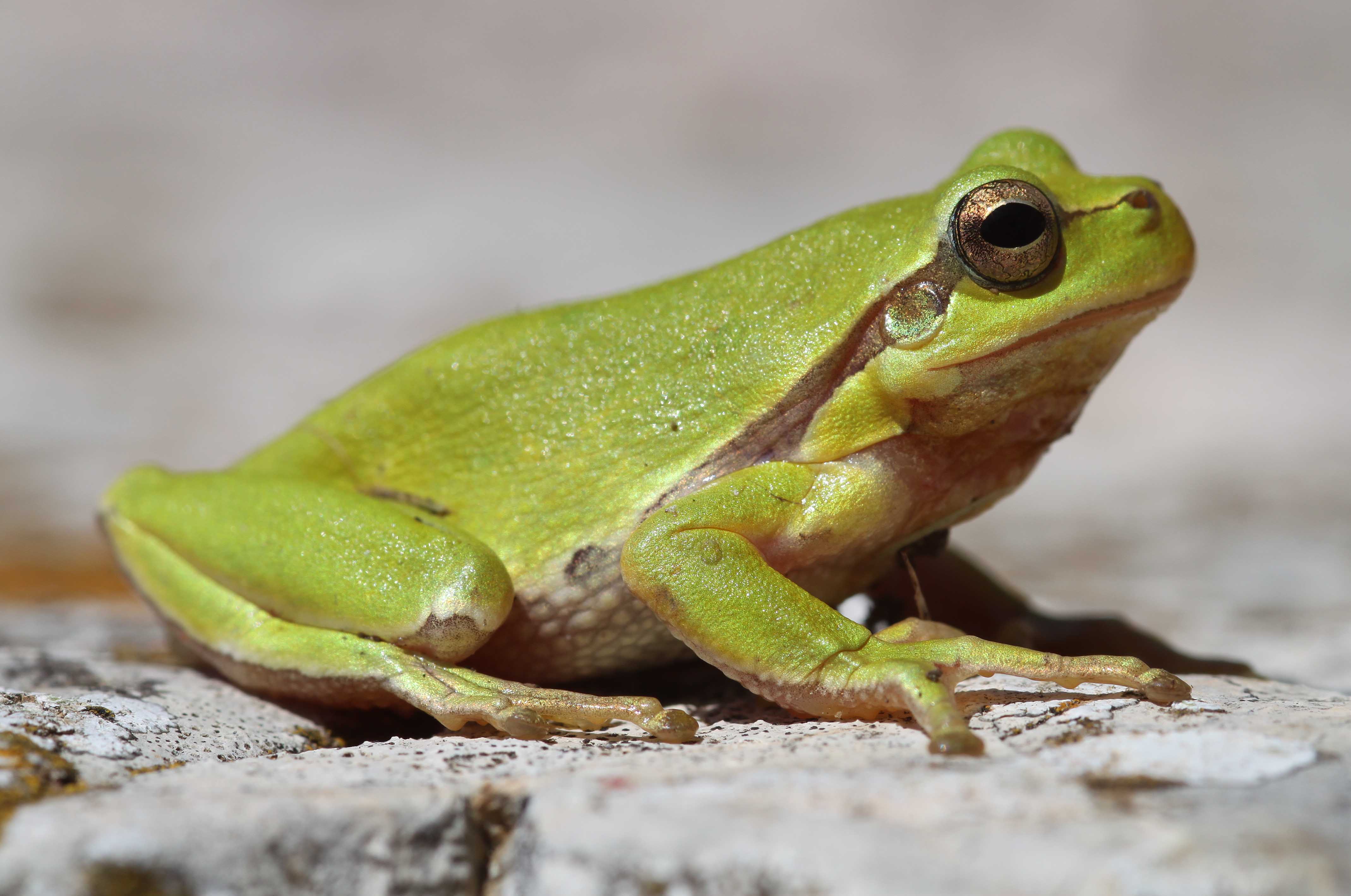 Corfu – Amphibian & Reptile Travels