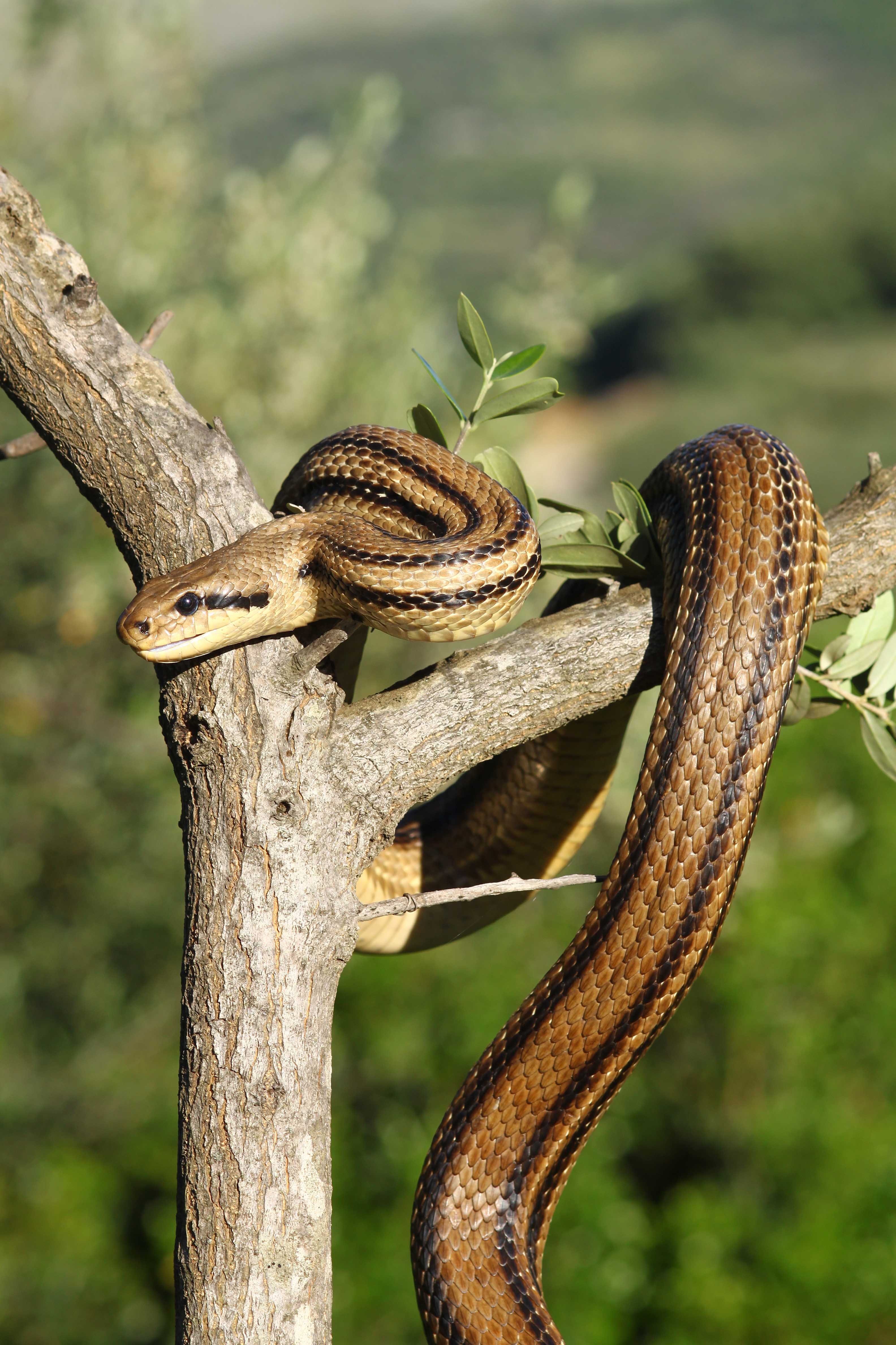 Corfu – Amphibian & Reptile Travels