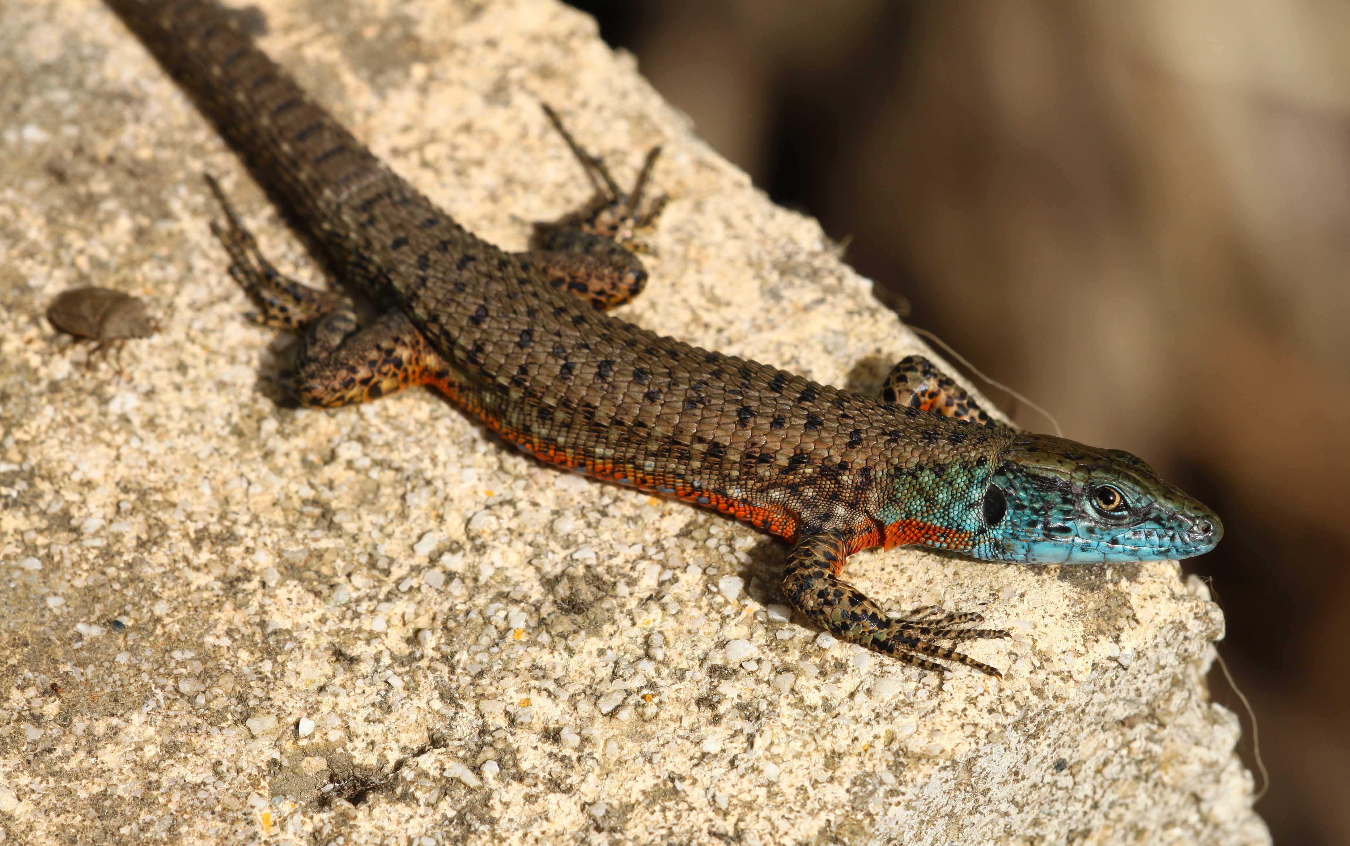 Corfu – Amphibian & Reptile Travels