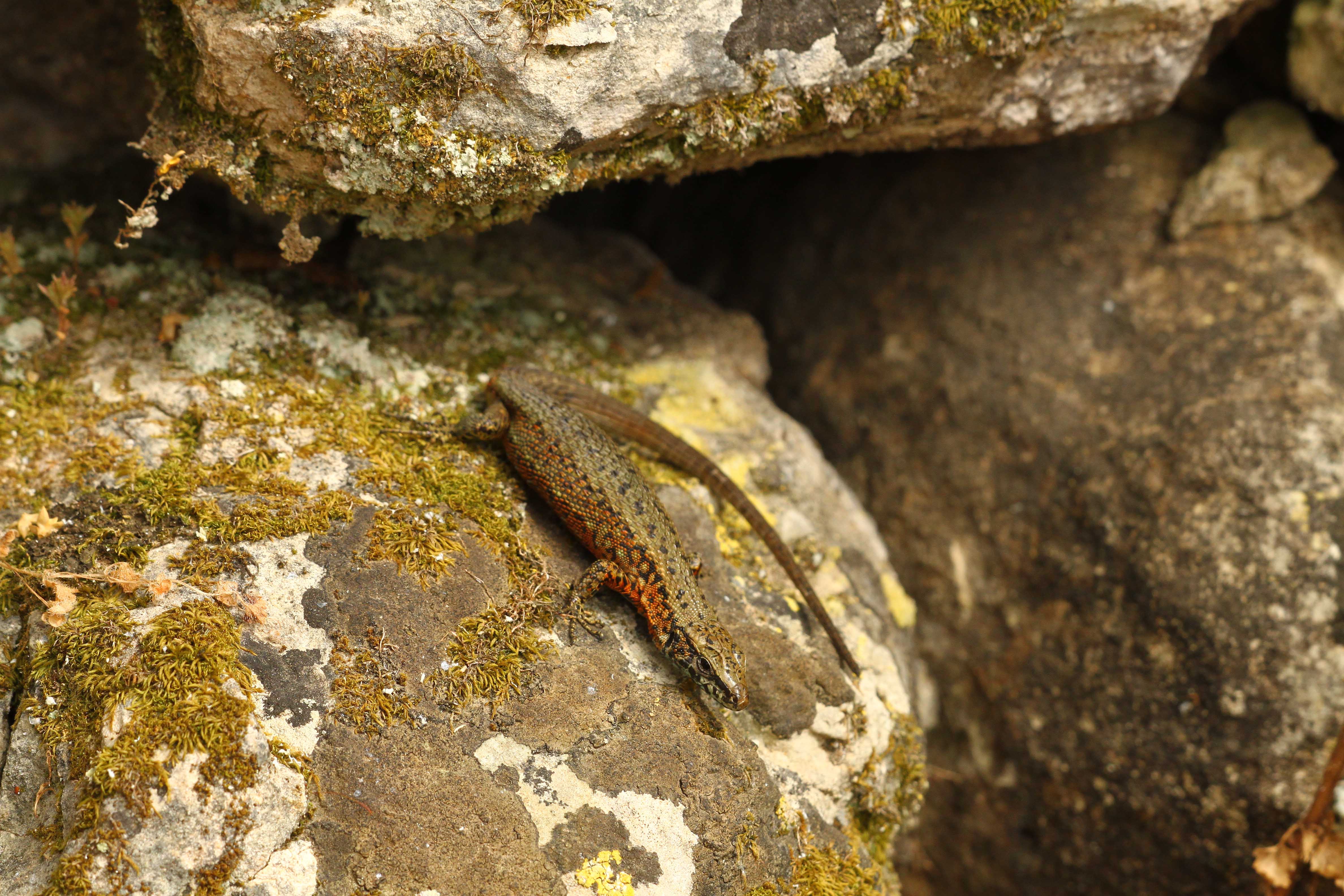 Corfu – Amphibian & Reptile Travels