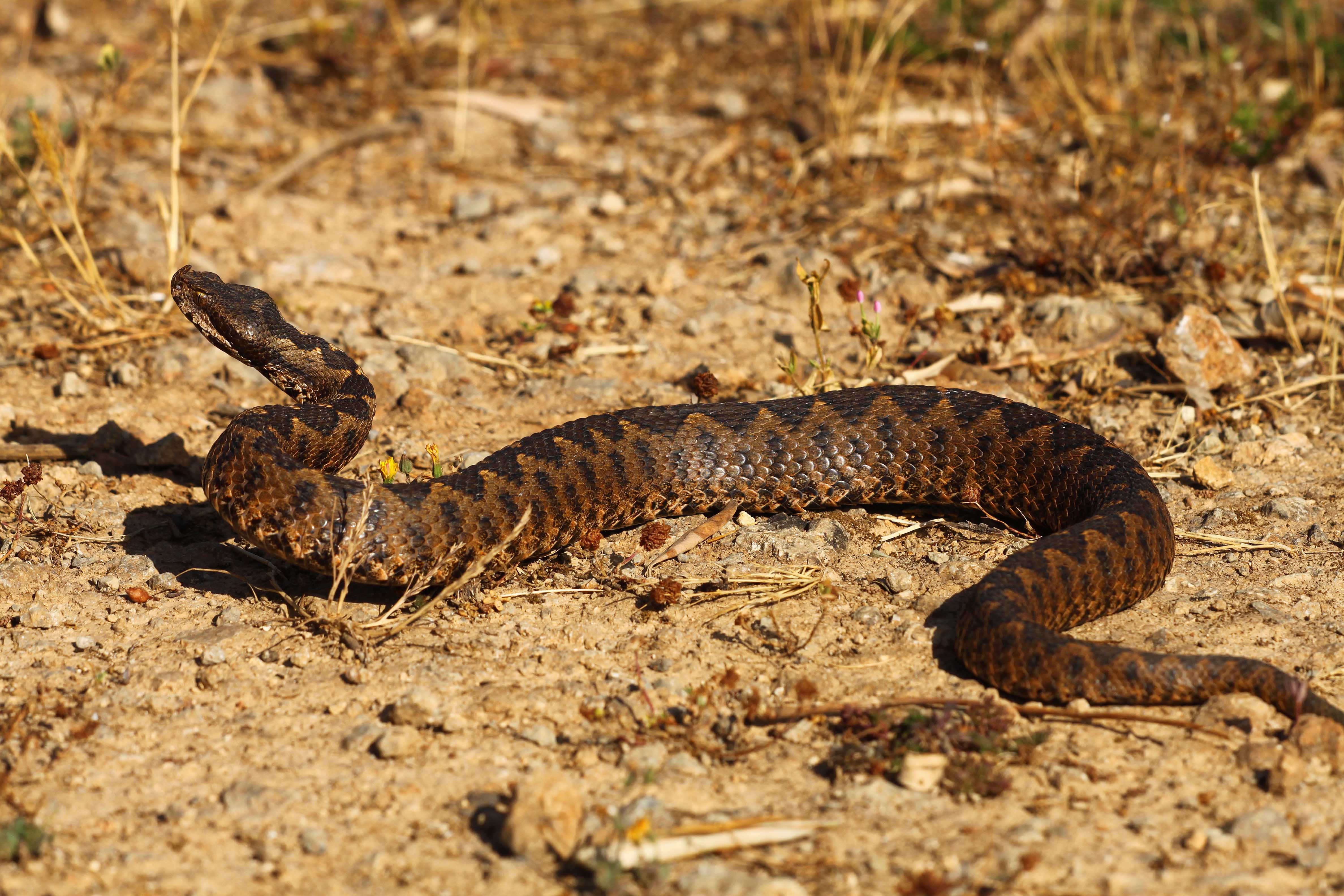 Corfu – Amphibian & Reptile Travels