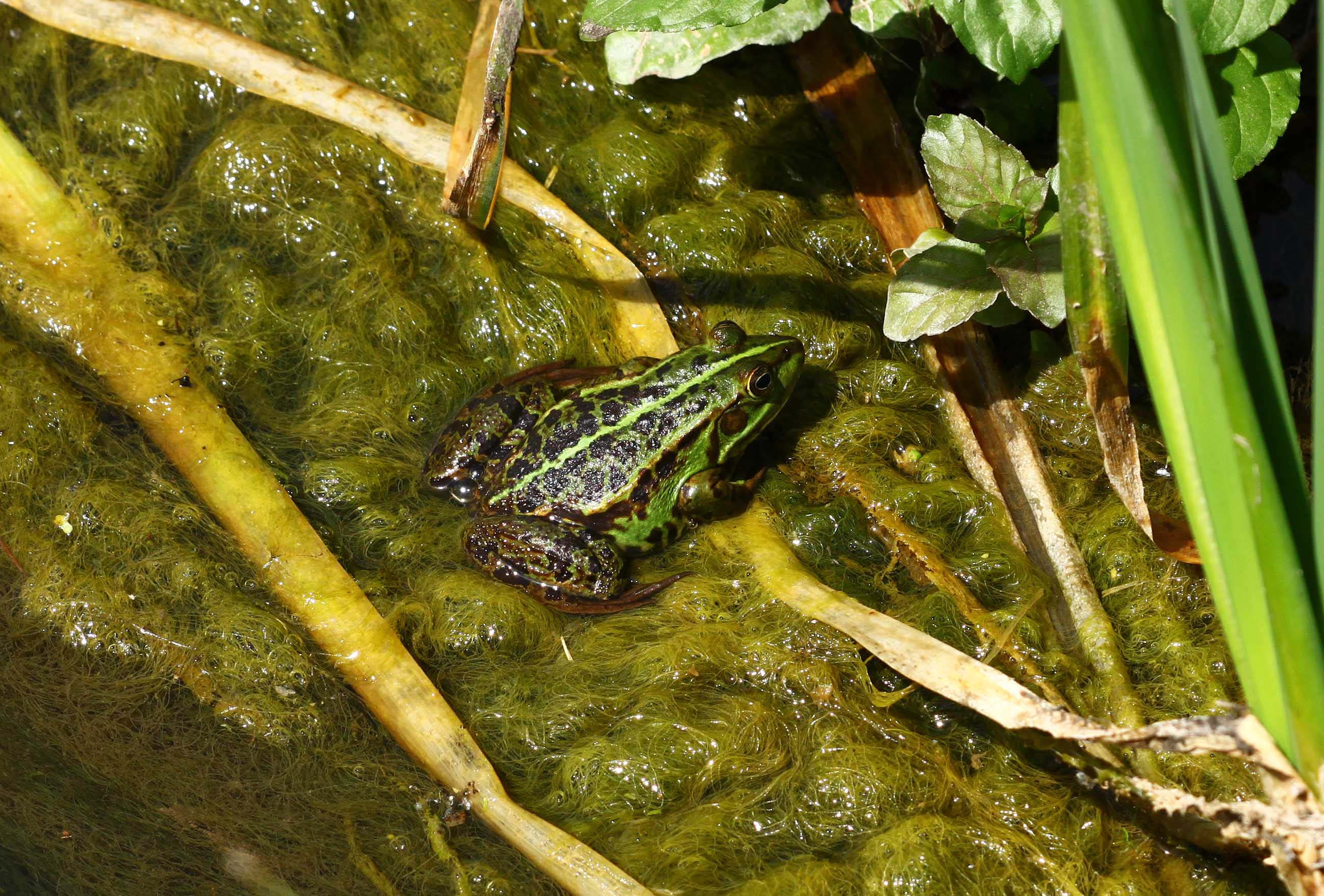 Corfu 2014 – Amphibian & Reptile Travels