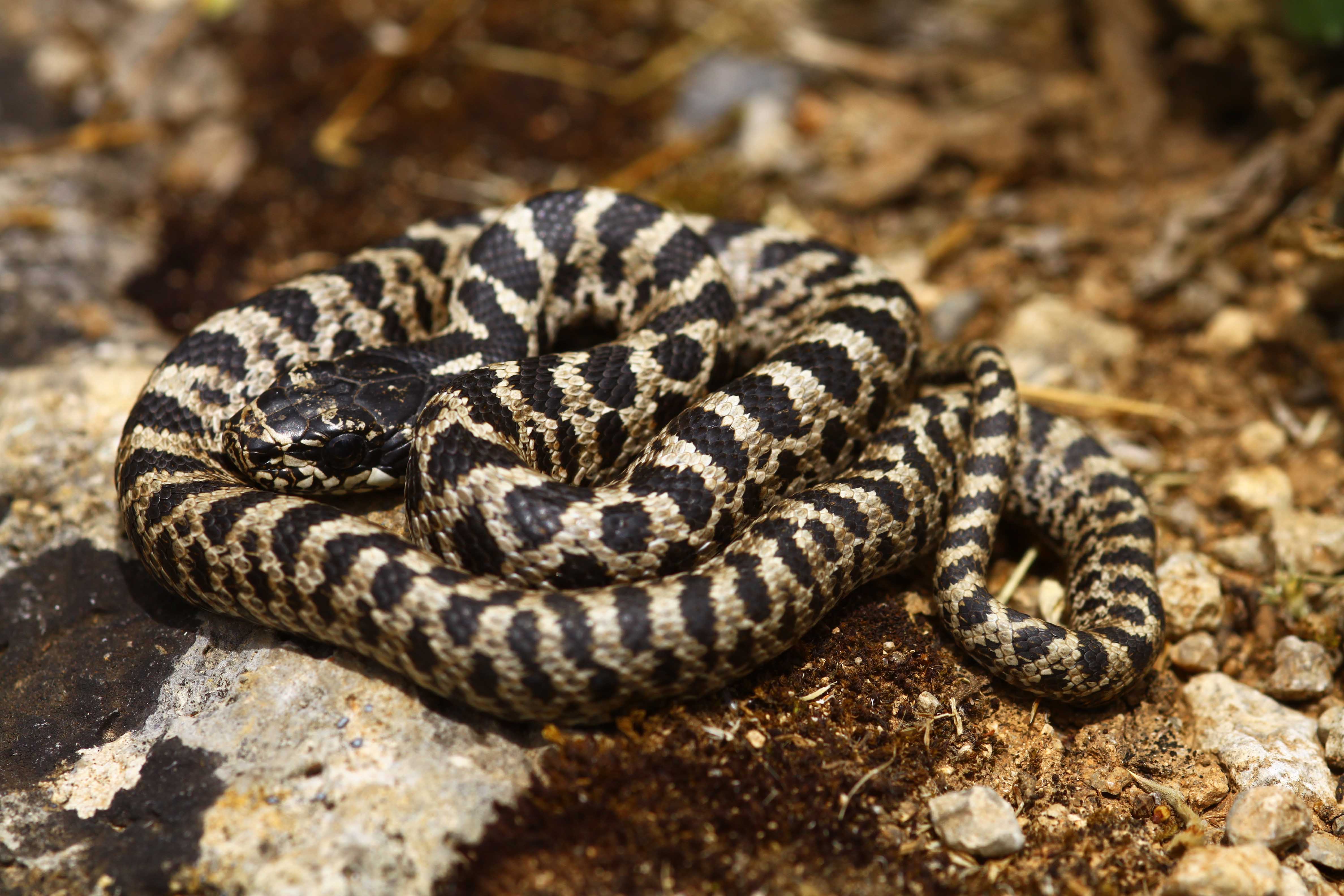 Corfu 2014 – Amphibian & Reptile Travels