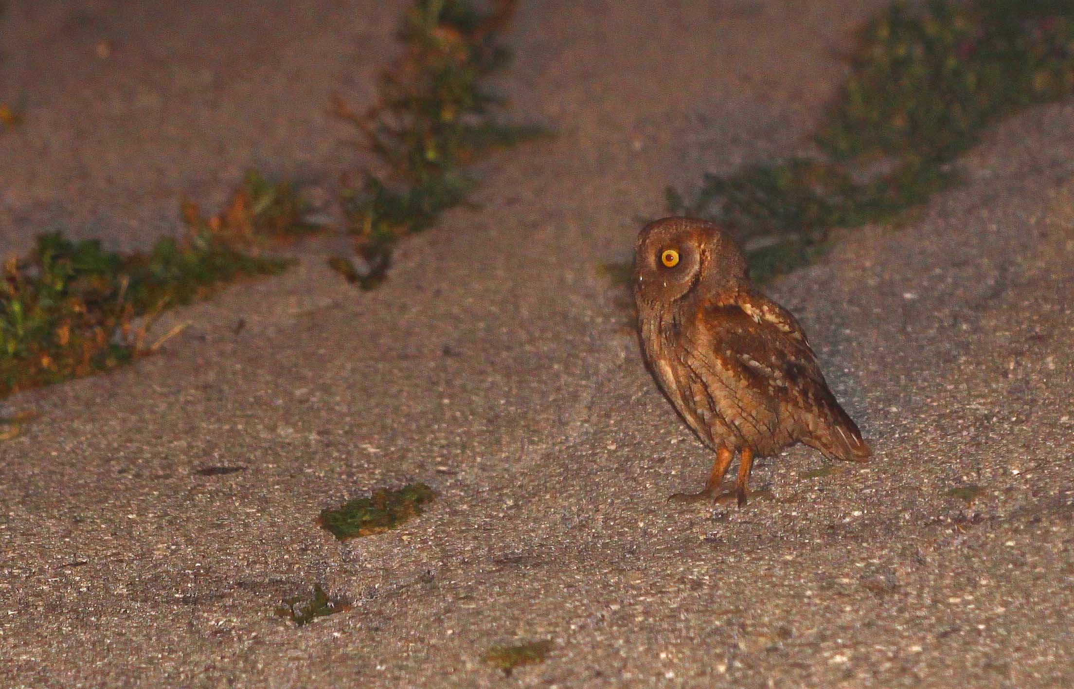 Corfu 2014 – Amphibian & Reptile Travels