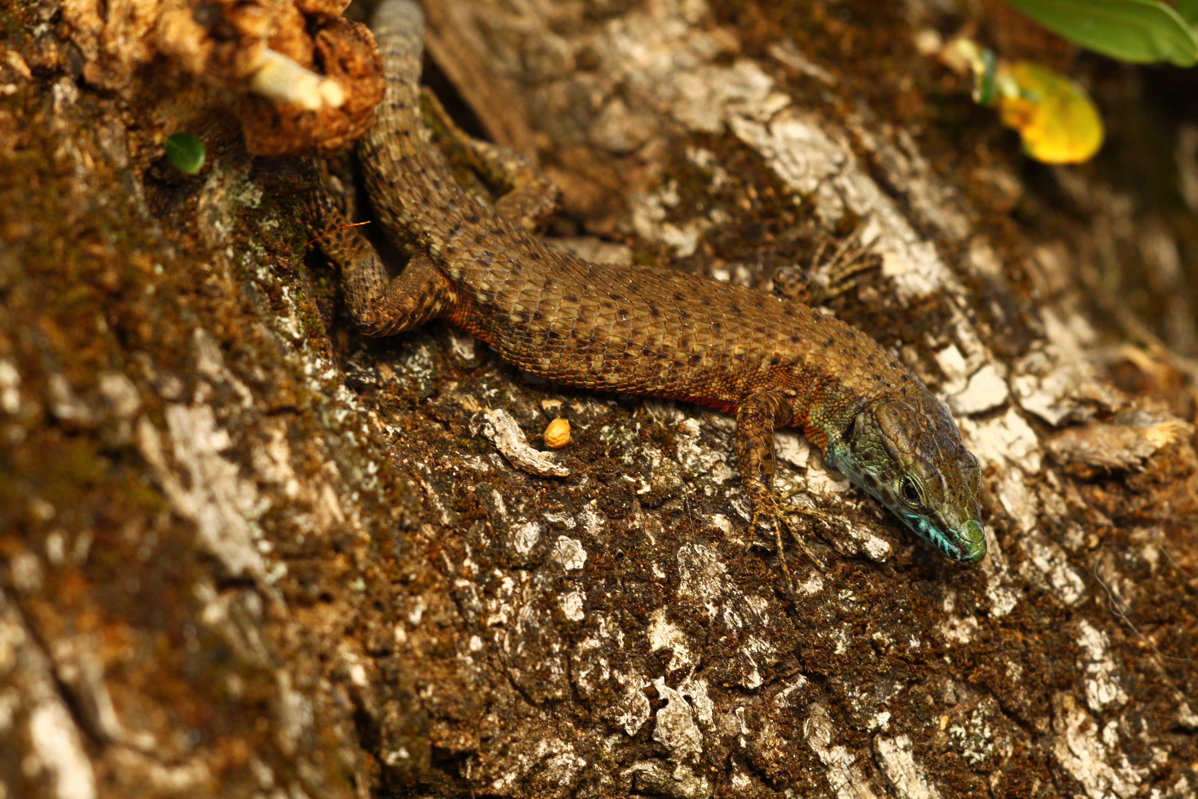 Corfu 2014 – Amphibian & Reptile Travels