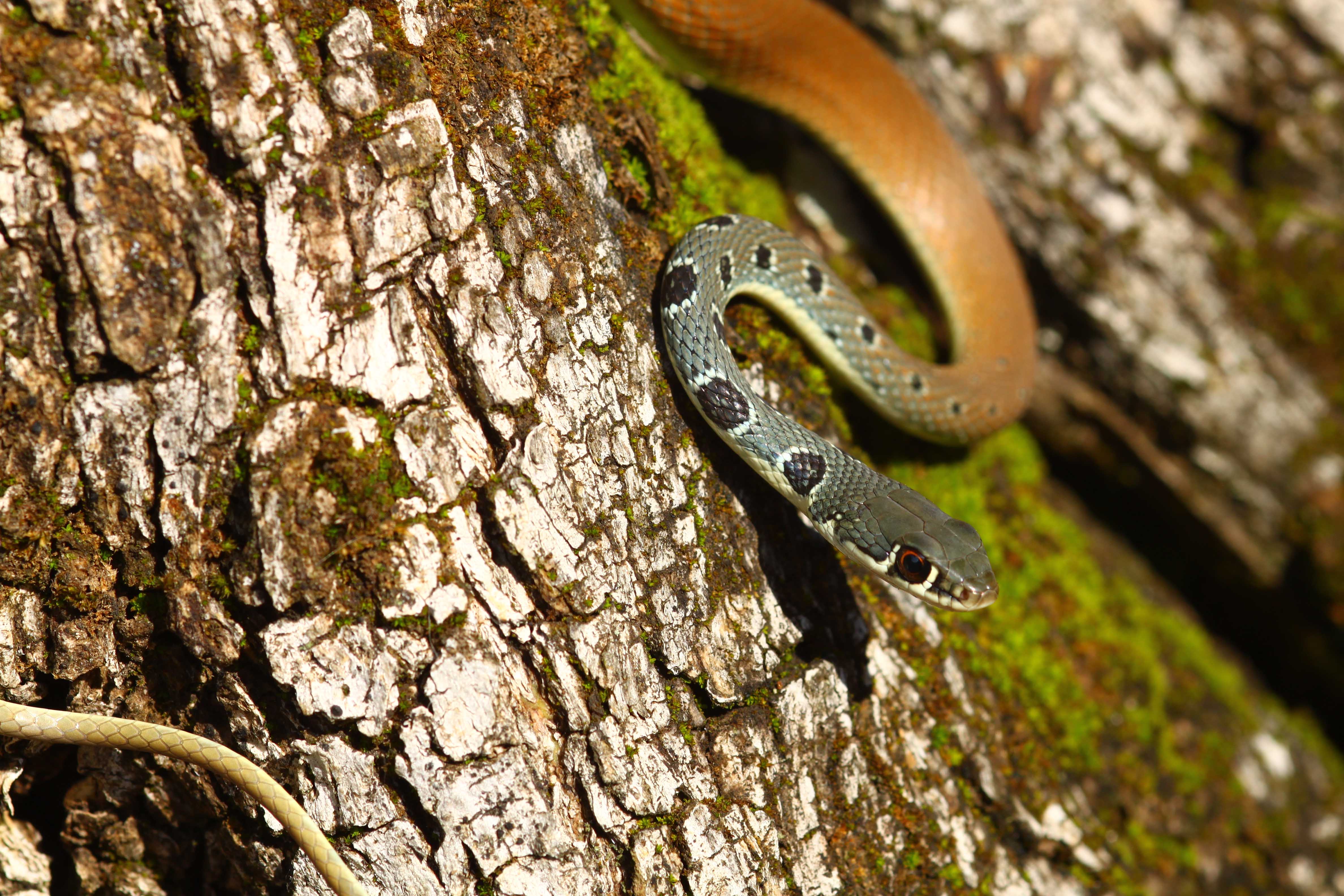 Corfu 2014 – Amphibian & Reptile Travels