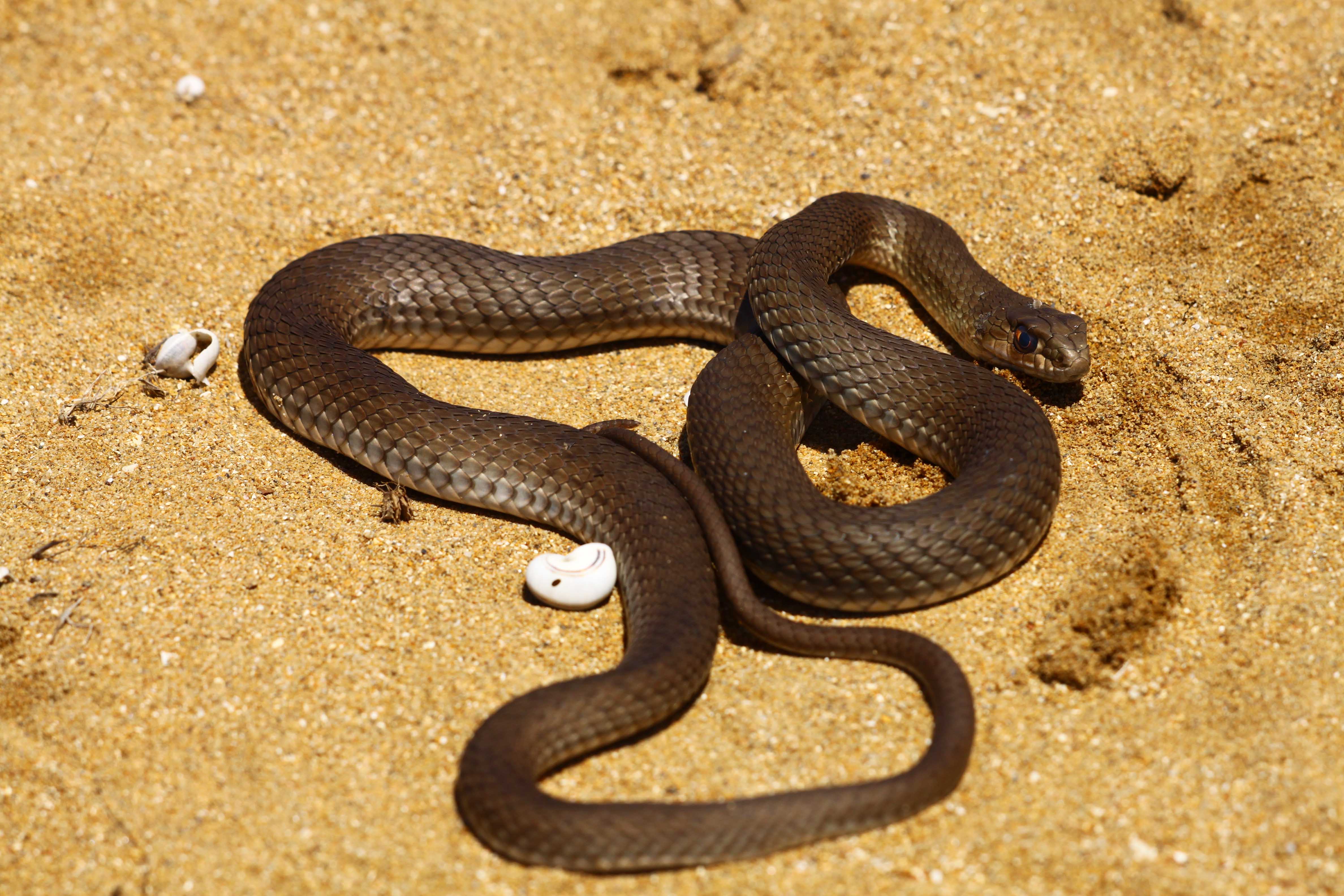 Corfu 2014 – Amphibian & Reptile Travels