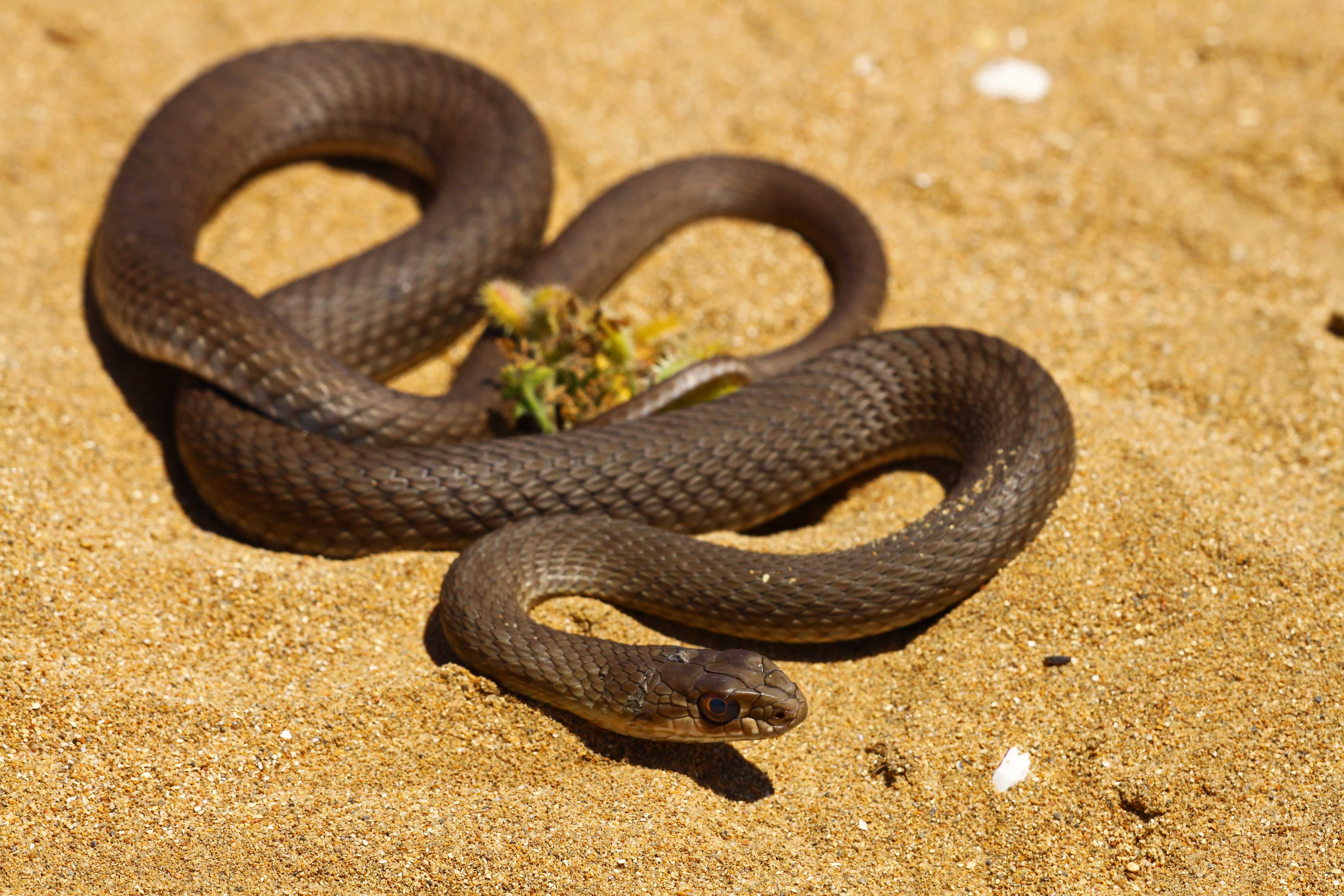 Corfu 2014 – Amphibian & Reptile Travels