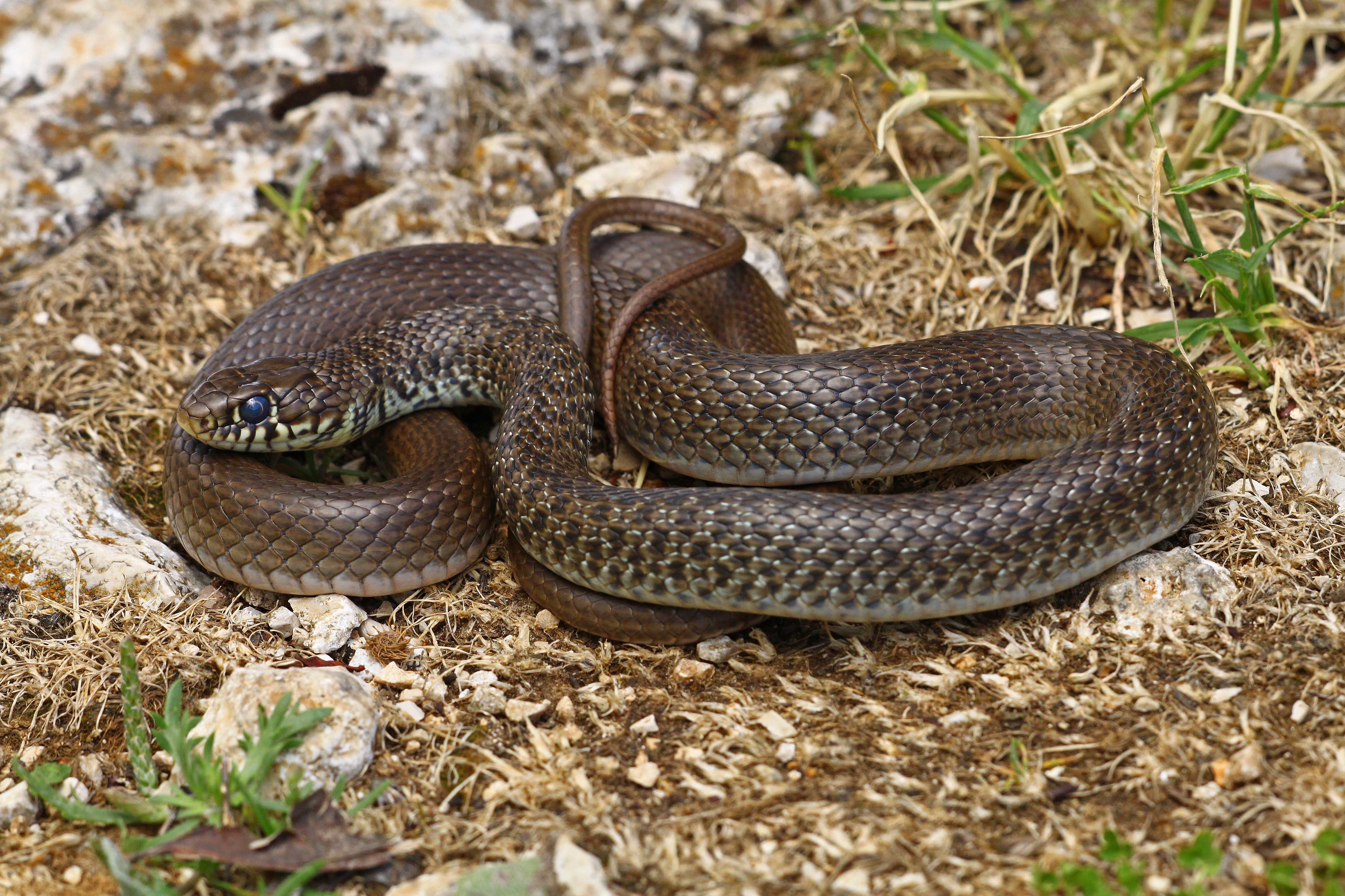 Corfu 2014 – Amphibian & Reptile Travels