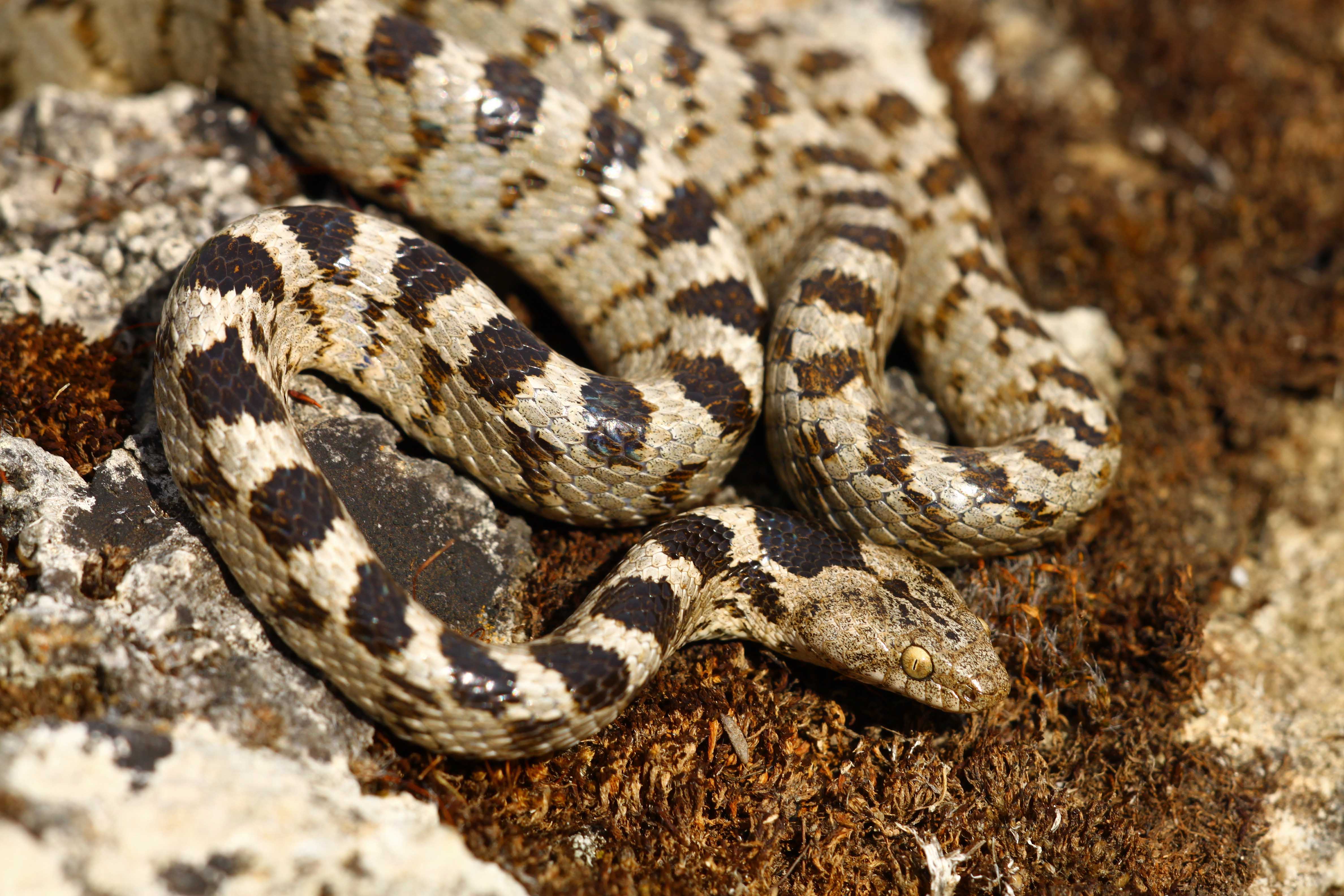 Corfu 2014 – Amphibian & Reptile Travels