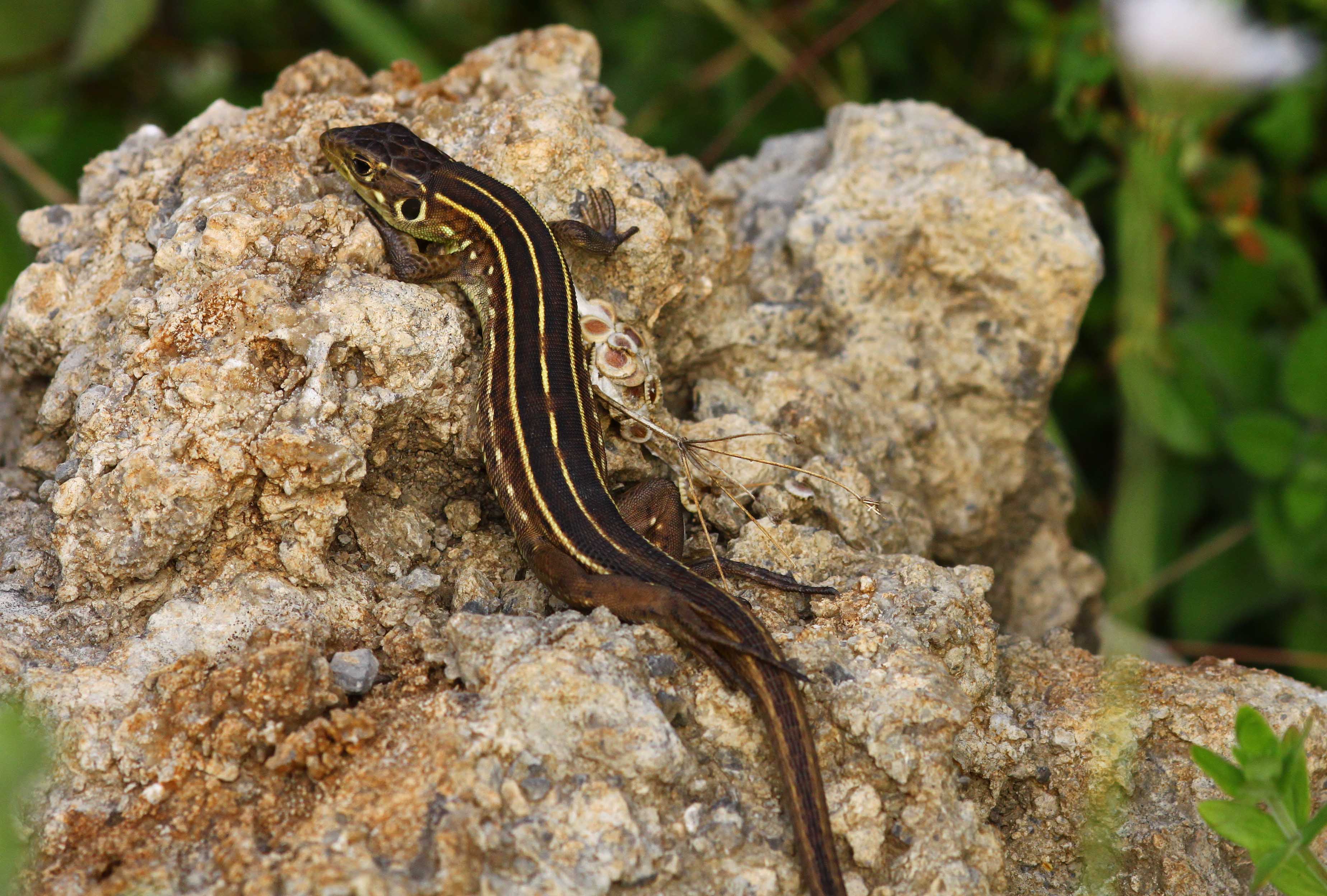 Corfu 2014 – Amphibian & Reptile Travels