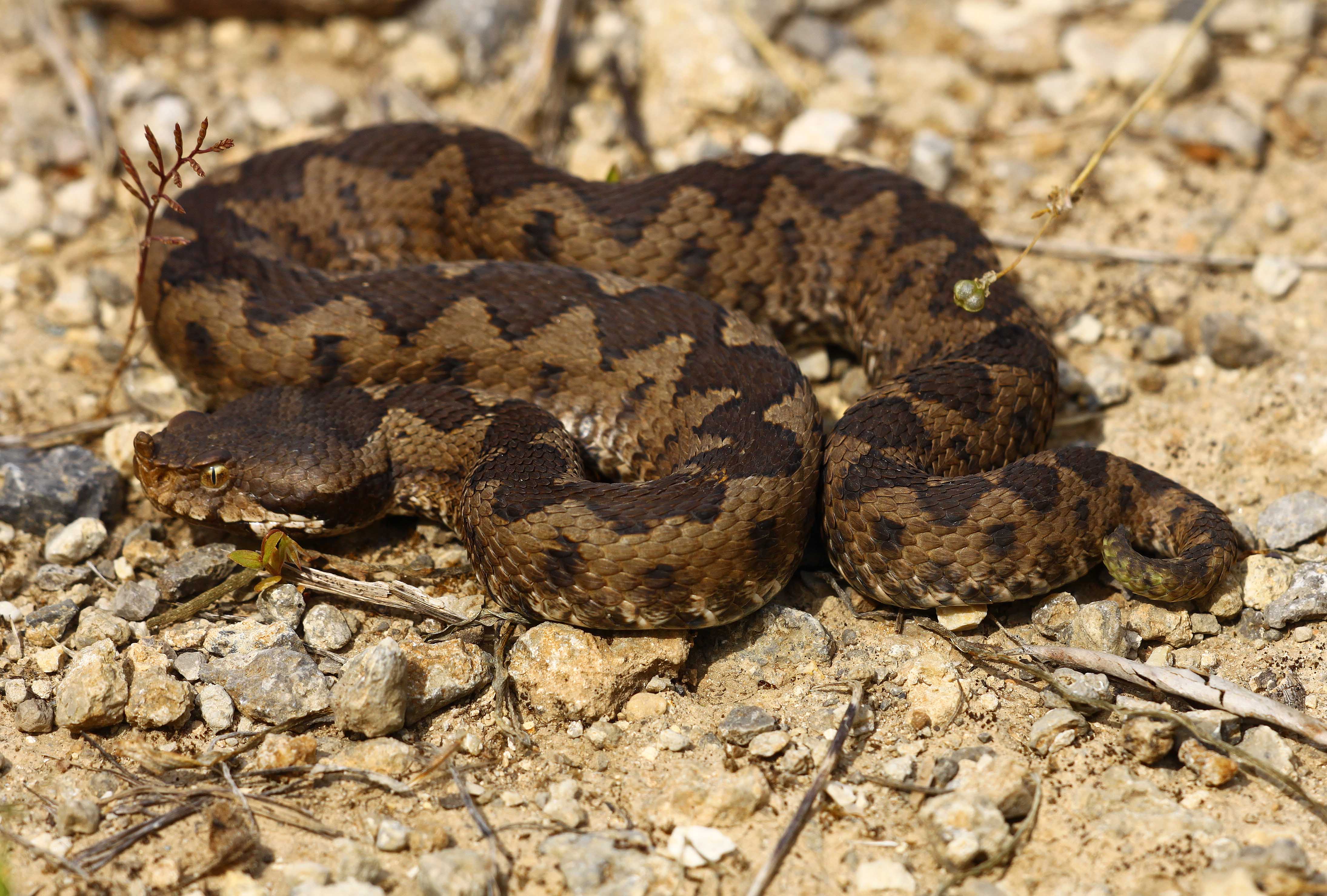 Corfu – Amphibian & Reptile Travels