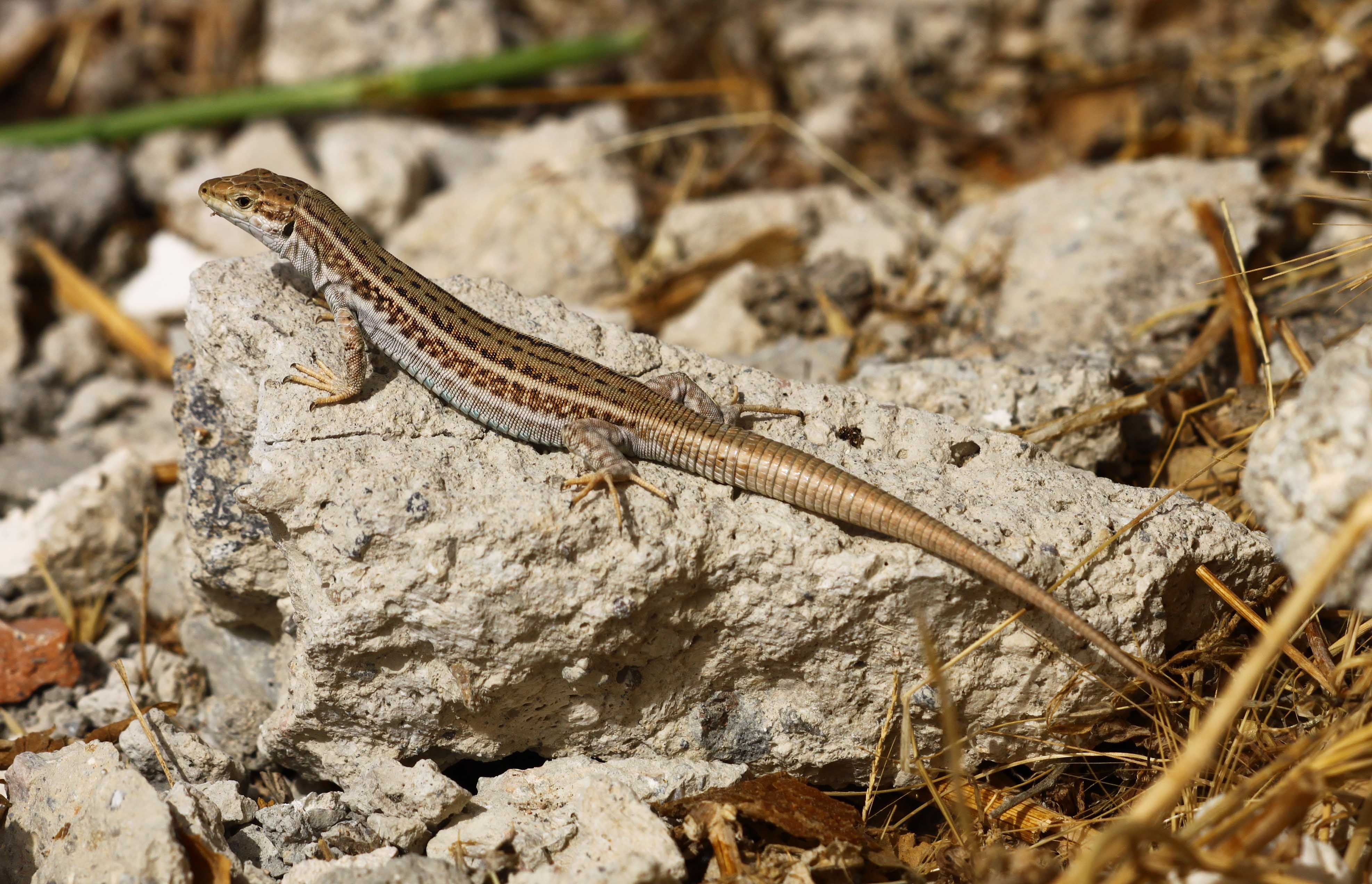 Greek islands – Amphibian & Reptile Travels