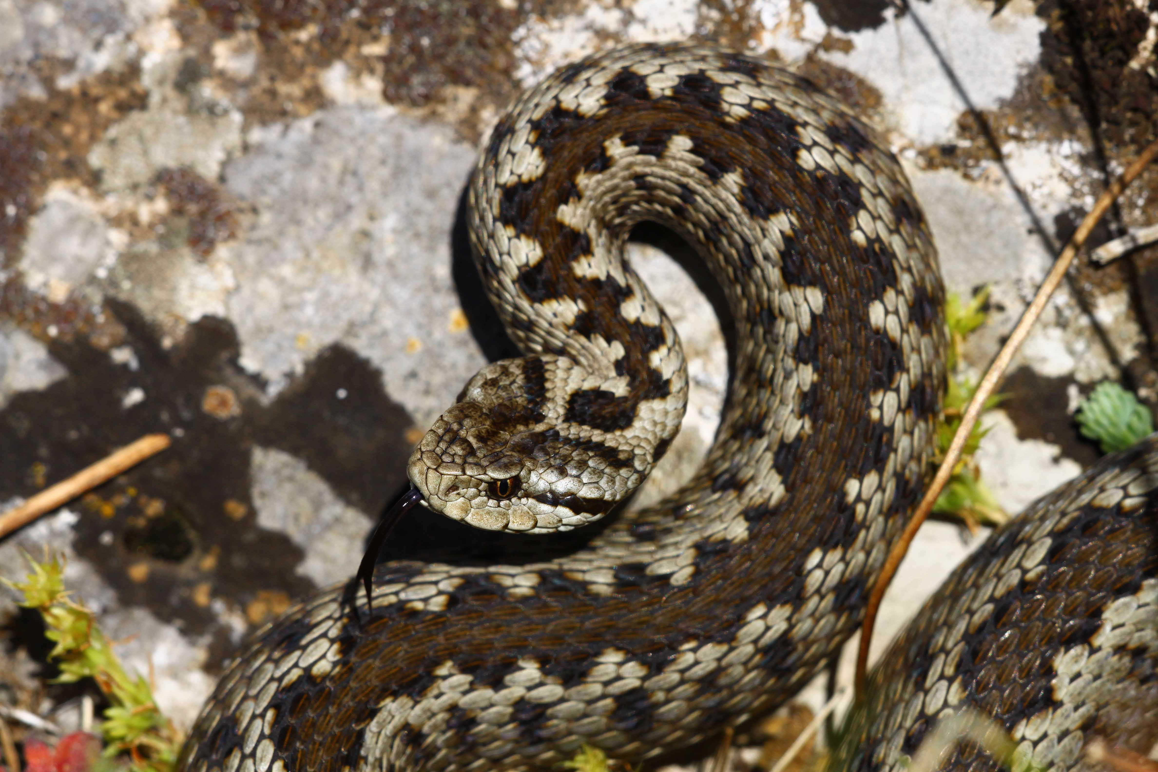 Greece (mainland) – Amphibian & Reptile Travels