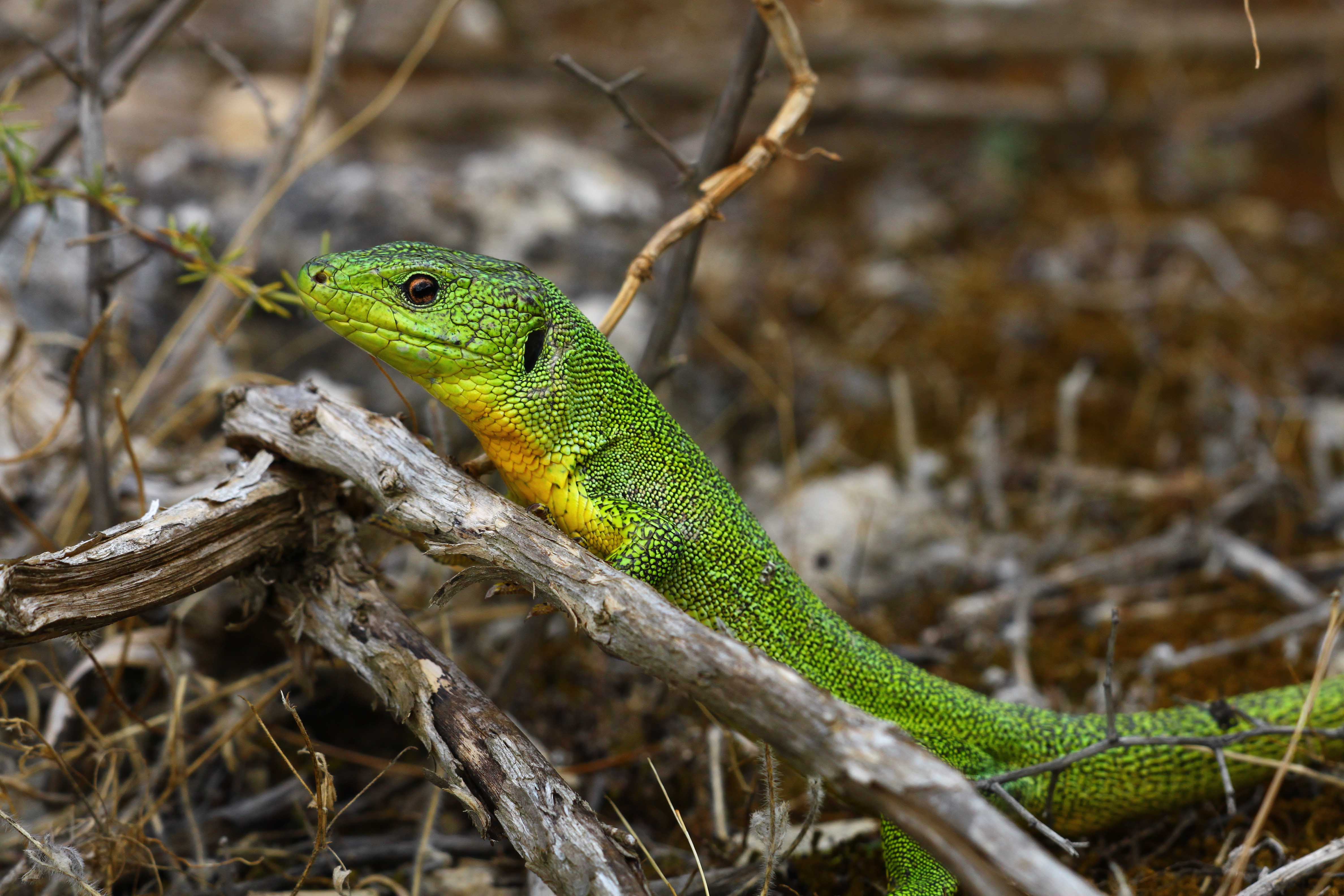 Greece (mainland) – Amphibian & Reptile Travels