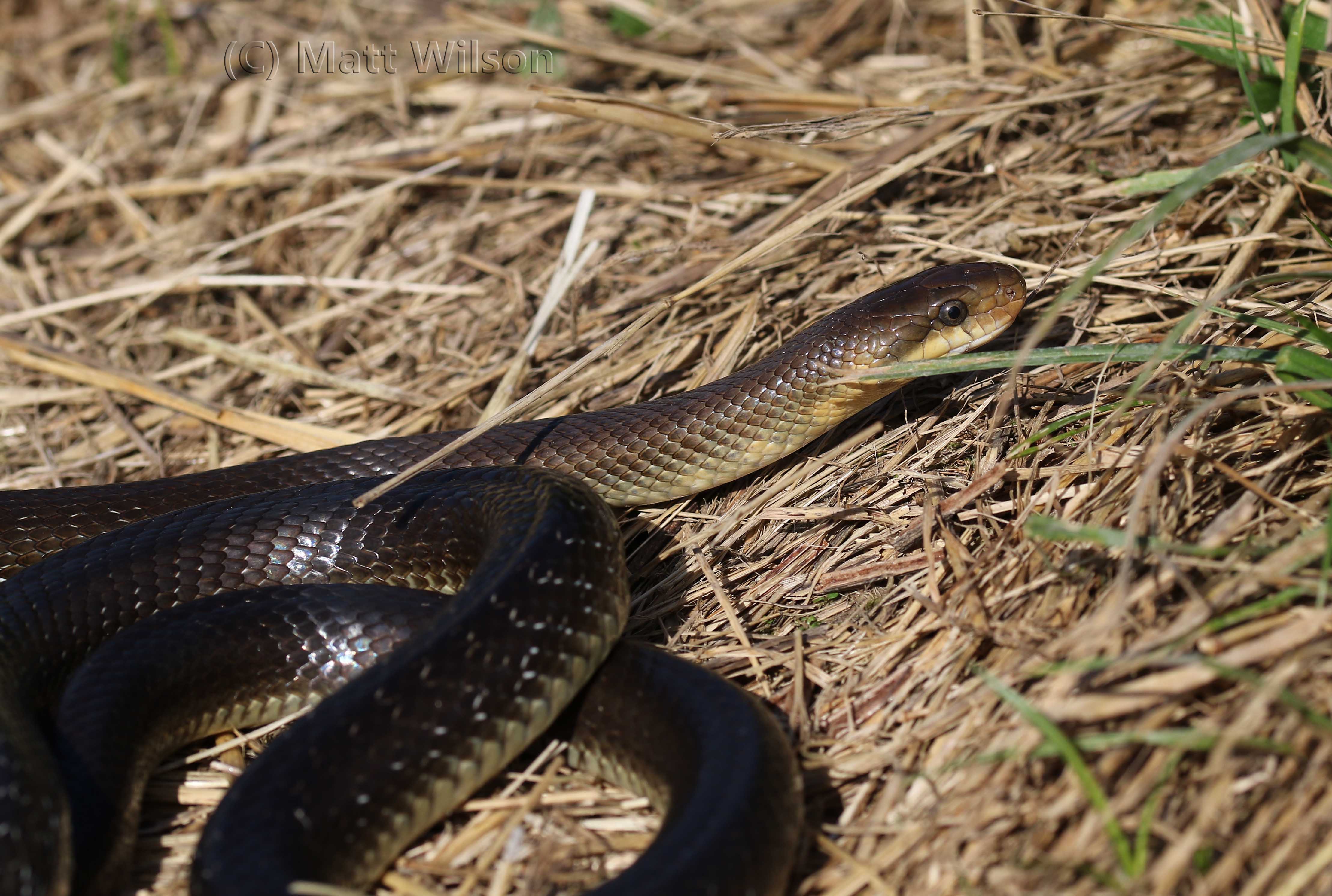 Slovakia wildlife – Amphibian & Reptile Travels