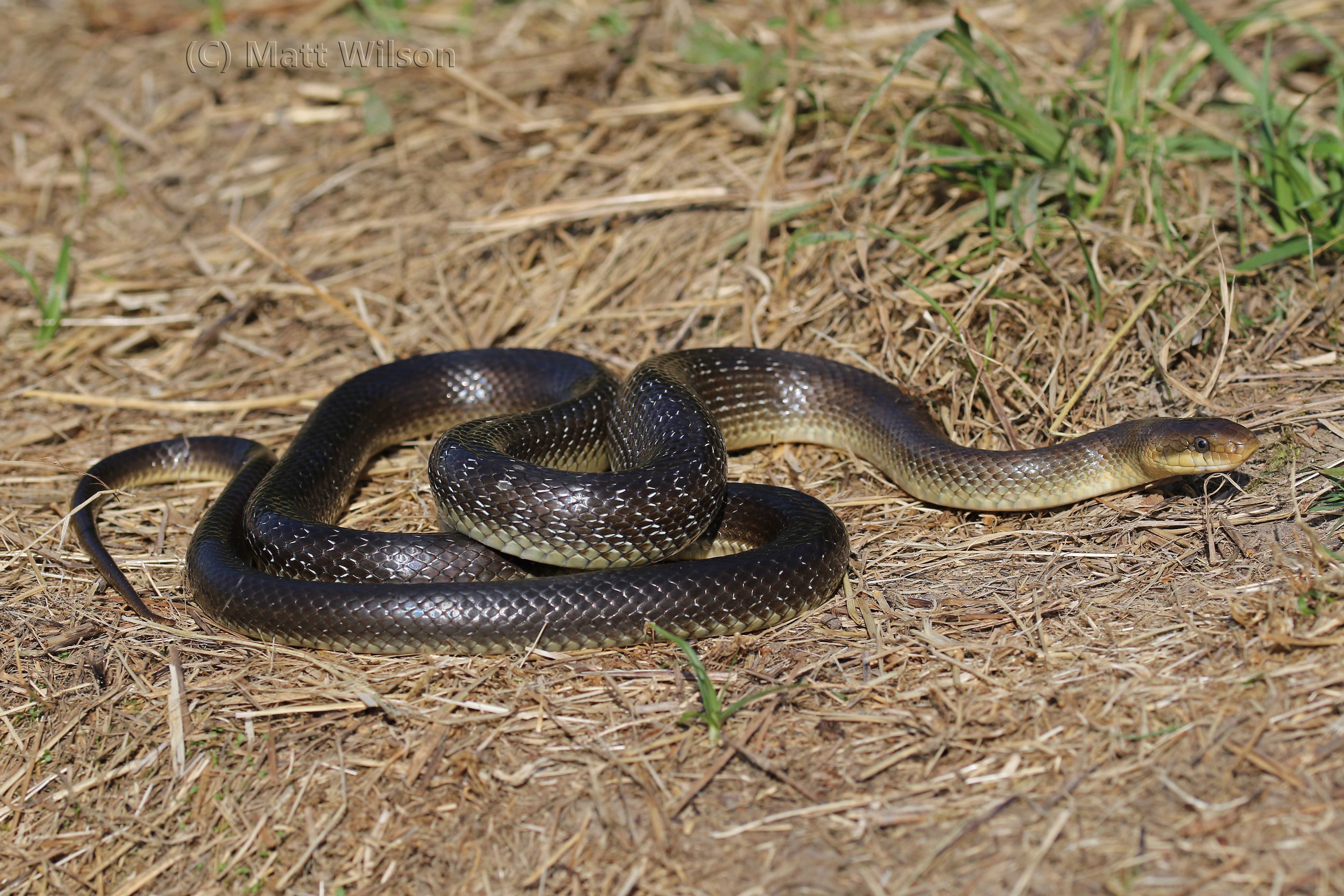 Slovakia wildlife – Amphibian & Reptile Travels