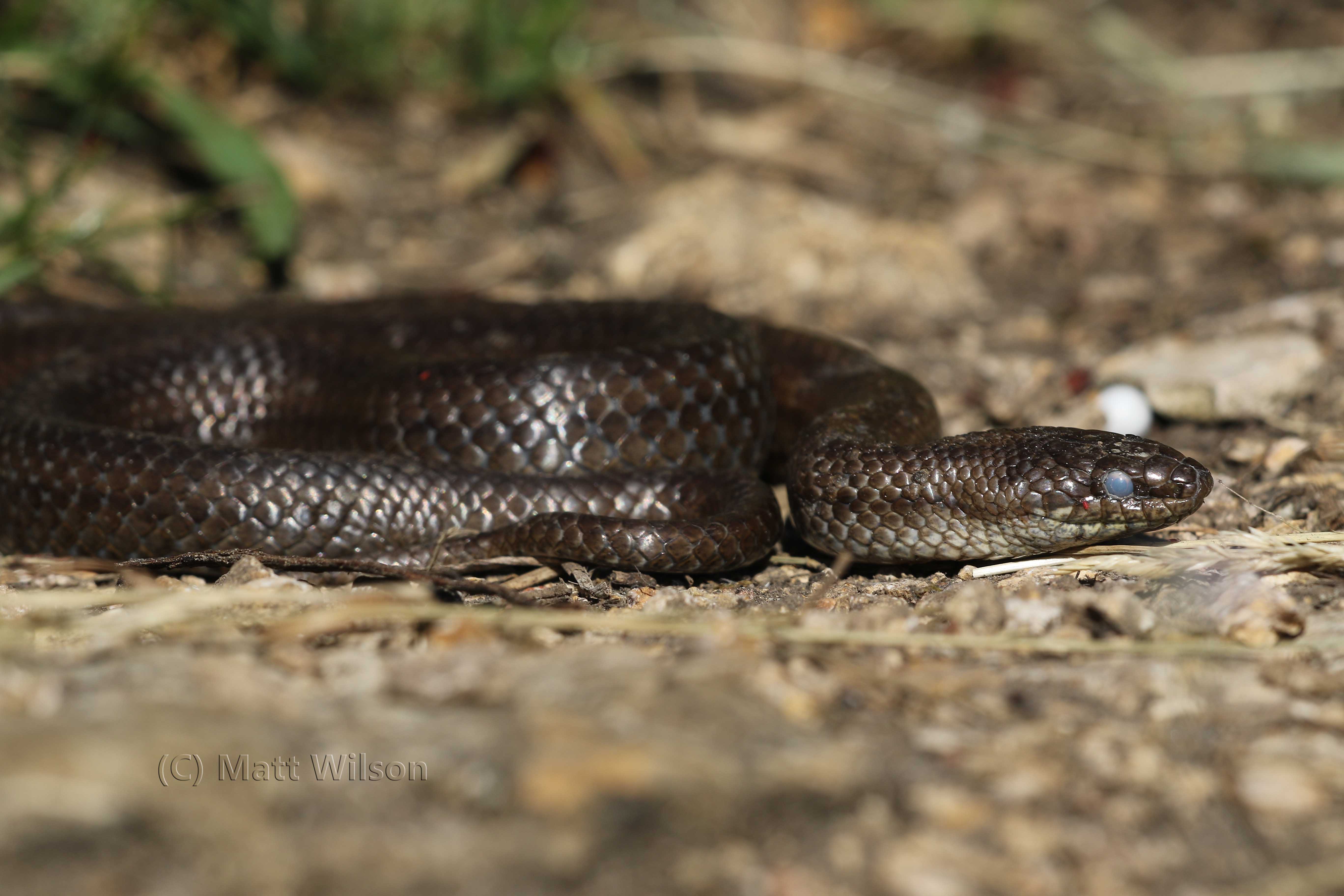 Slovakia wildlife – Amphibian & Reptile Travels