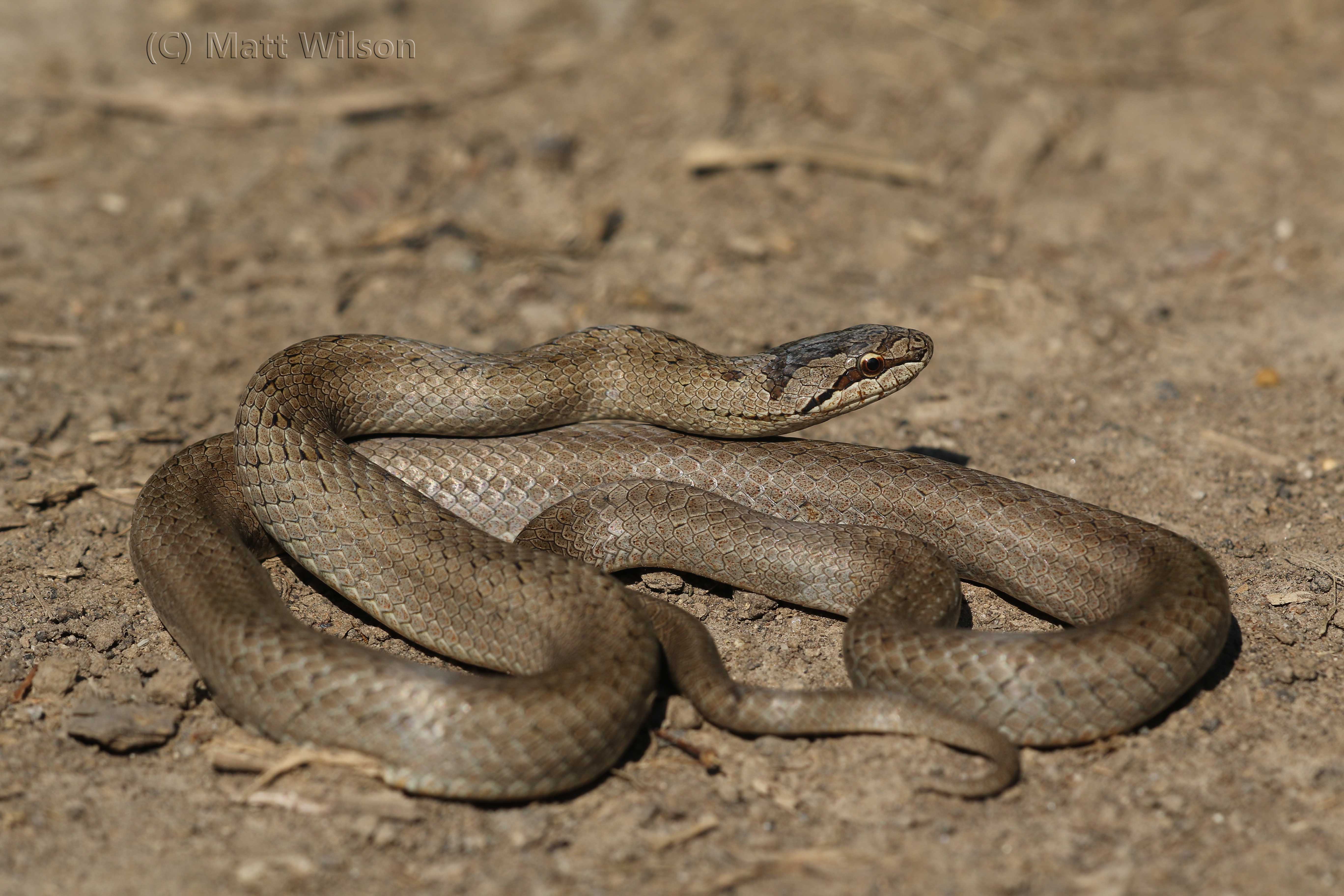 Slovakia wildlife – Amphibian & Reptile Travels