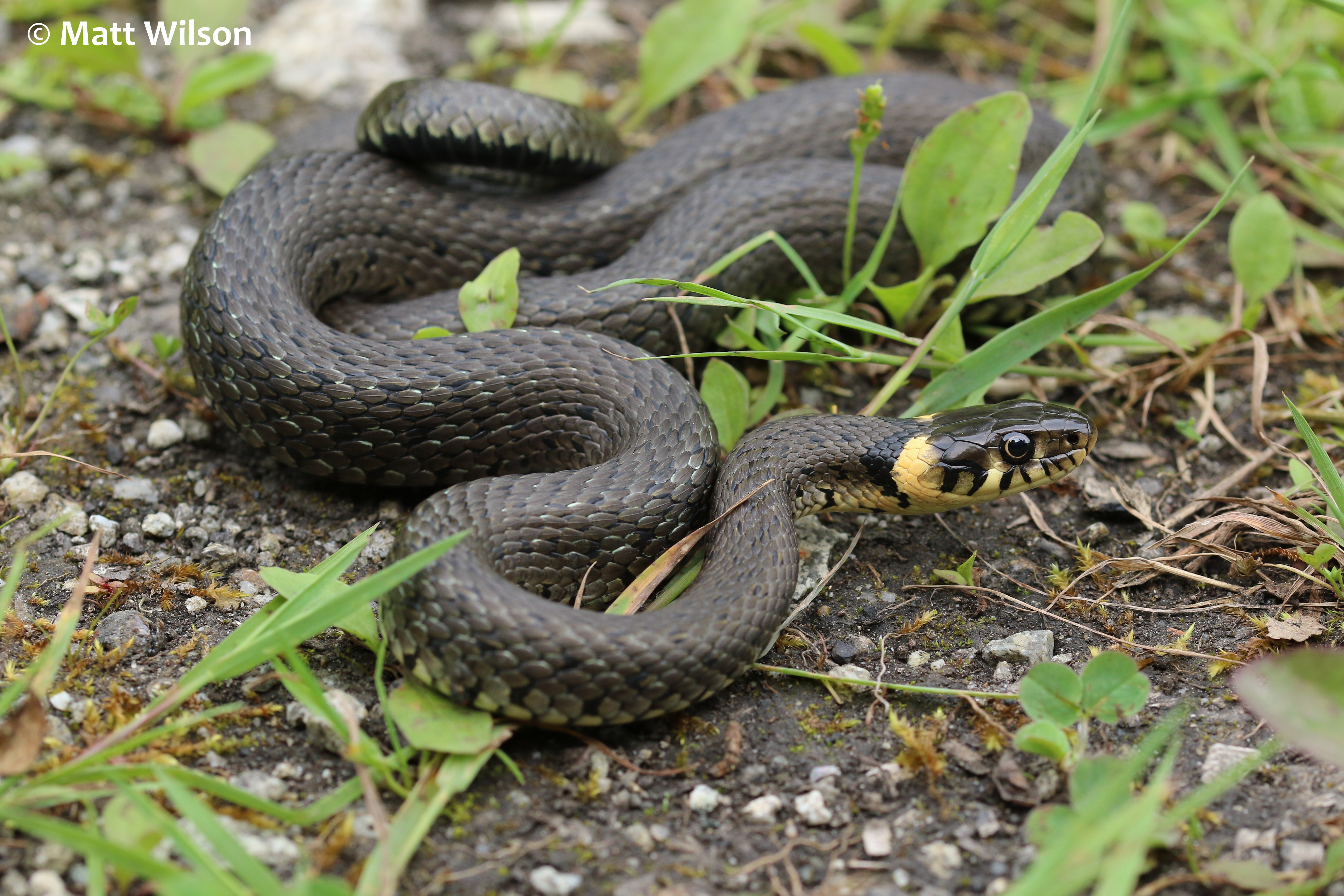 Slovakia and Hungary – Amphibian & Reptile Travels