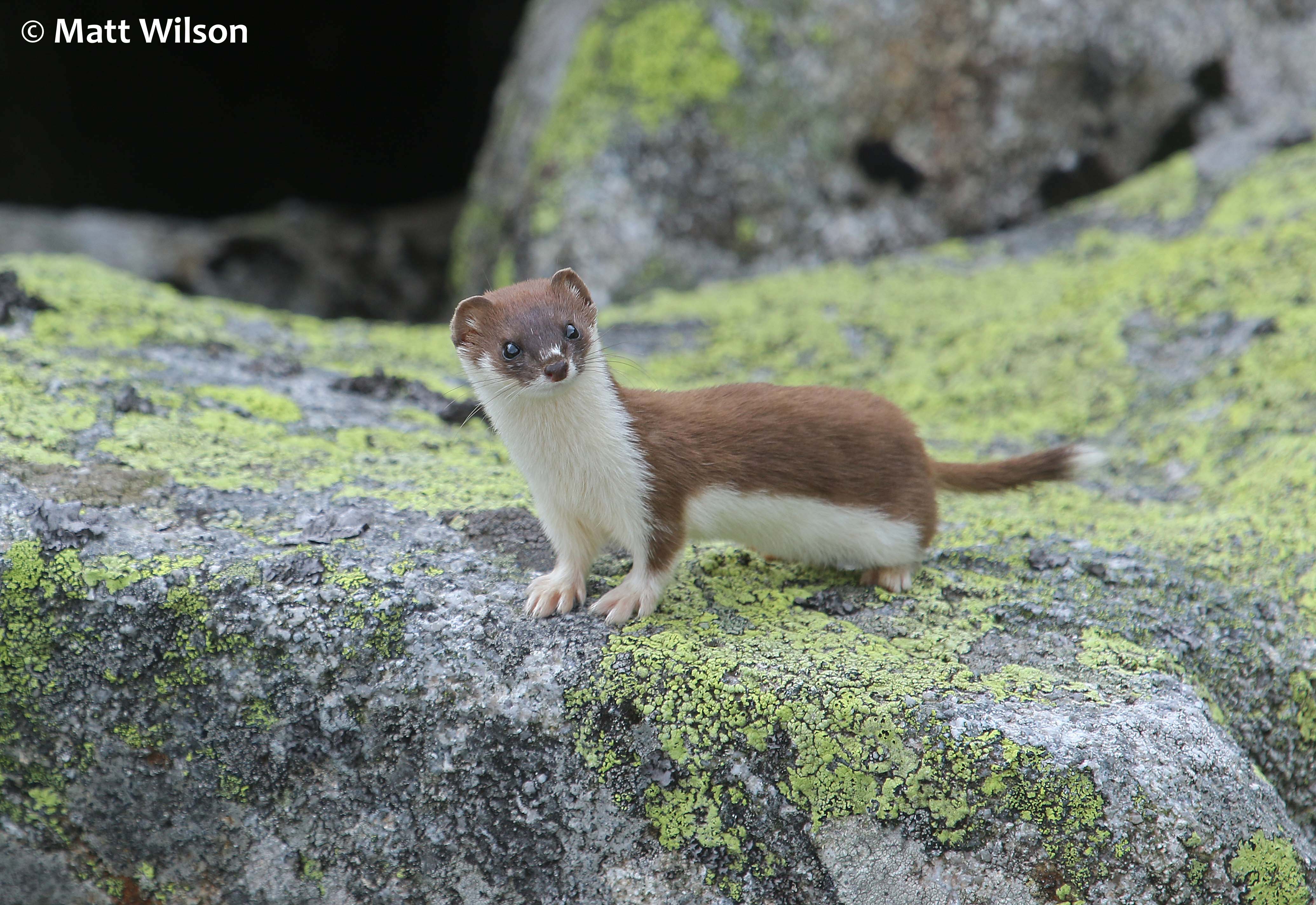 Slovakia wildlife – Amphibian & Reptile Travels